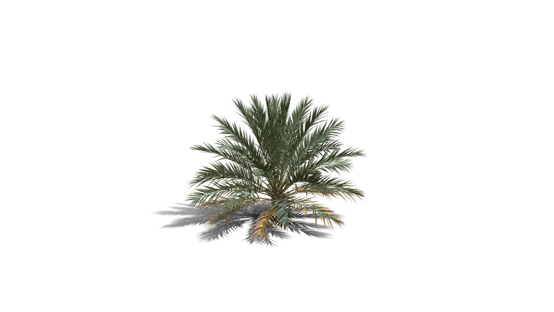 Realistic HD Date palm (18/78) - Download Free 3D model by PlantCatalog ...