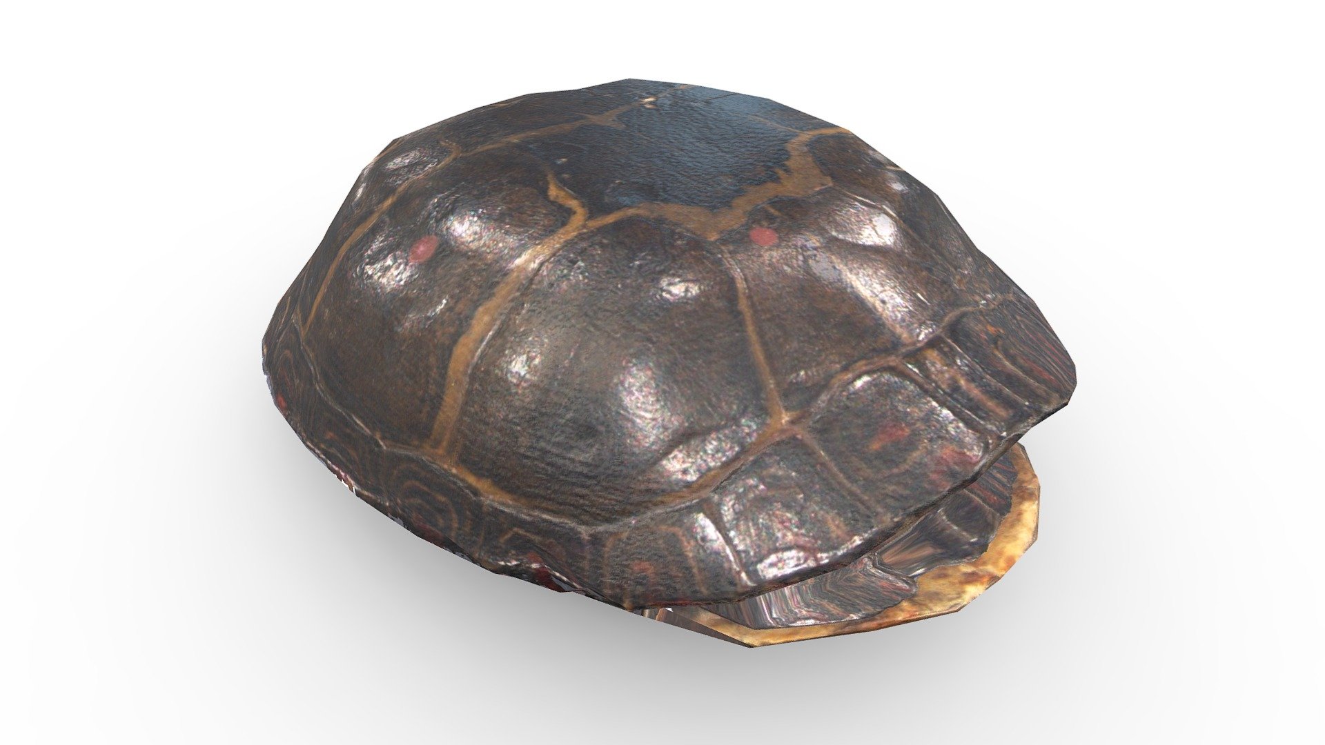 Turtle Shell (Game Ready / 2K PBR) - Download Free 3D model by ...