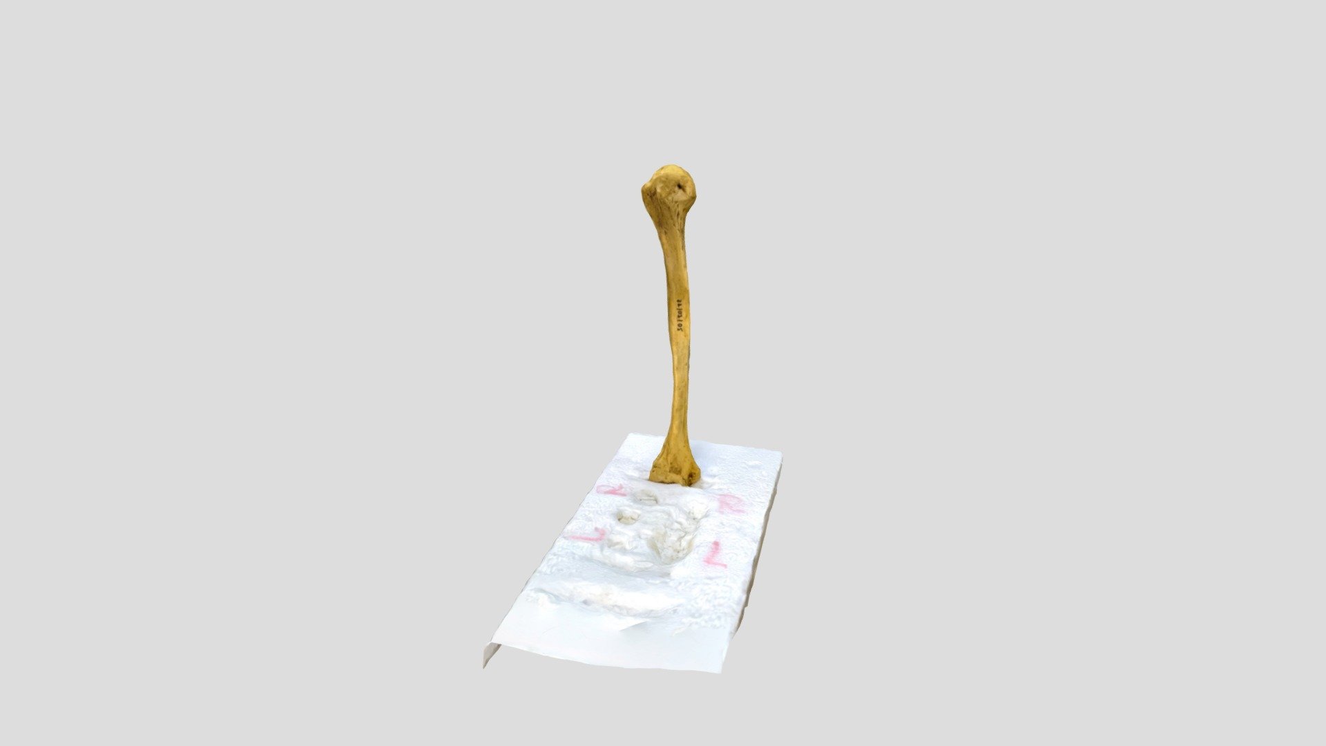 Humerus - 3D model by prajjawalit [2fec4c2] - Sketchfab