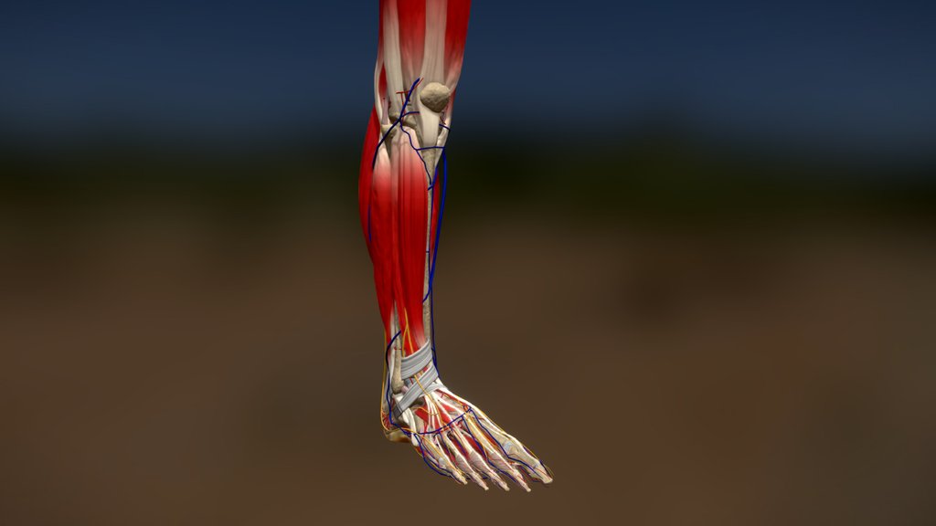 foot - A 3D model collection by garugaru - Sketchfab
