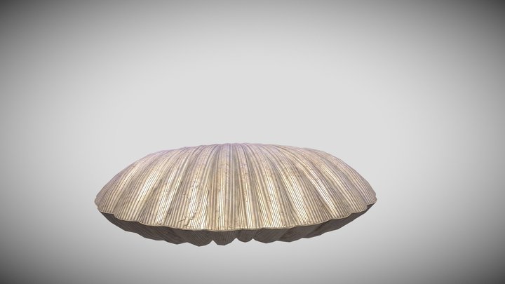 Oysters 3D models - Sketchfab