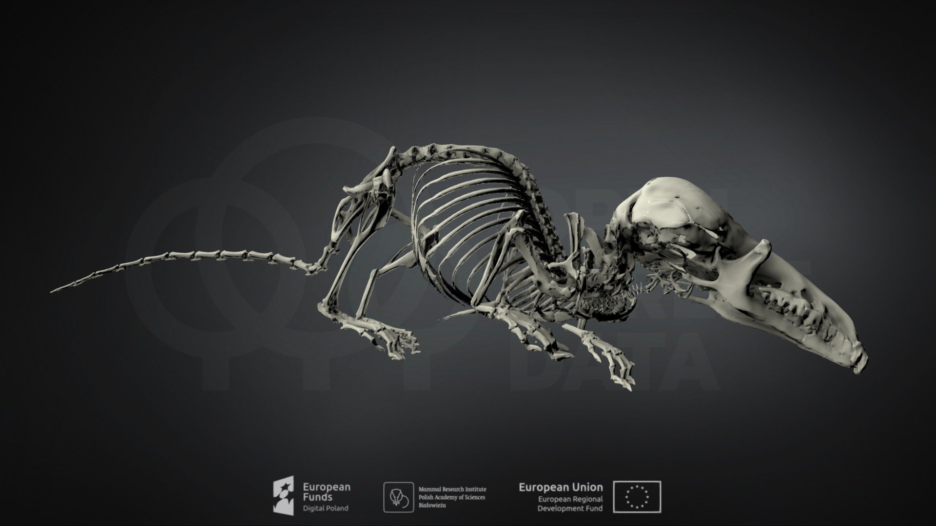 Sorex araneus (Common shrew) (Ryjówka aksamitna) - Download Free 3D ...