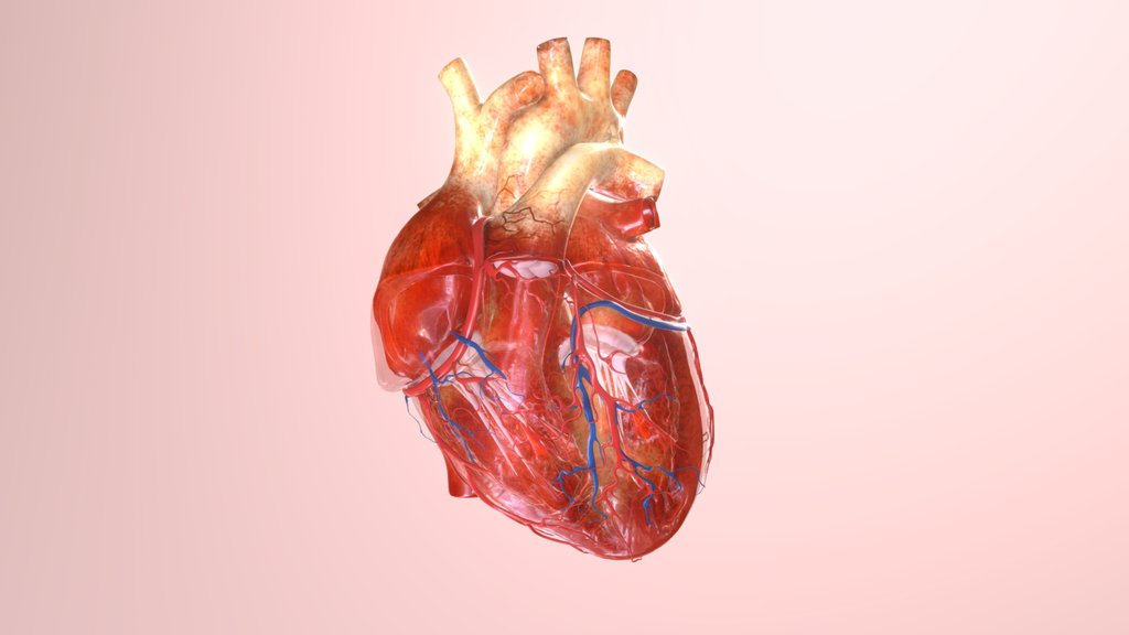 Pumping heart - A 3D model collection by mayan_adler - Sketchfab