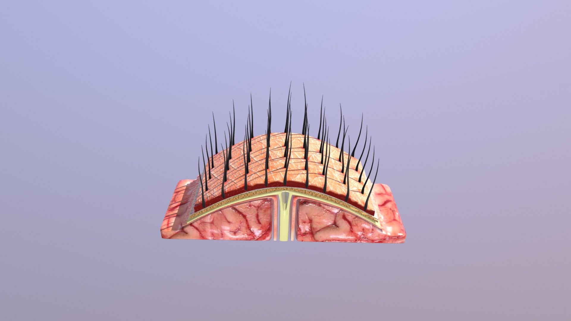 Scalp Anatomy - Buy Royalty Free 3D model by Clacydarch [2ffe8cc ...