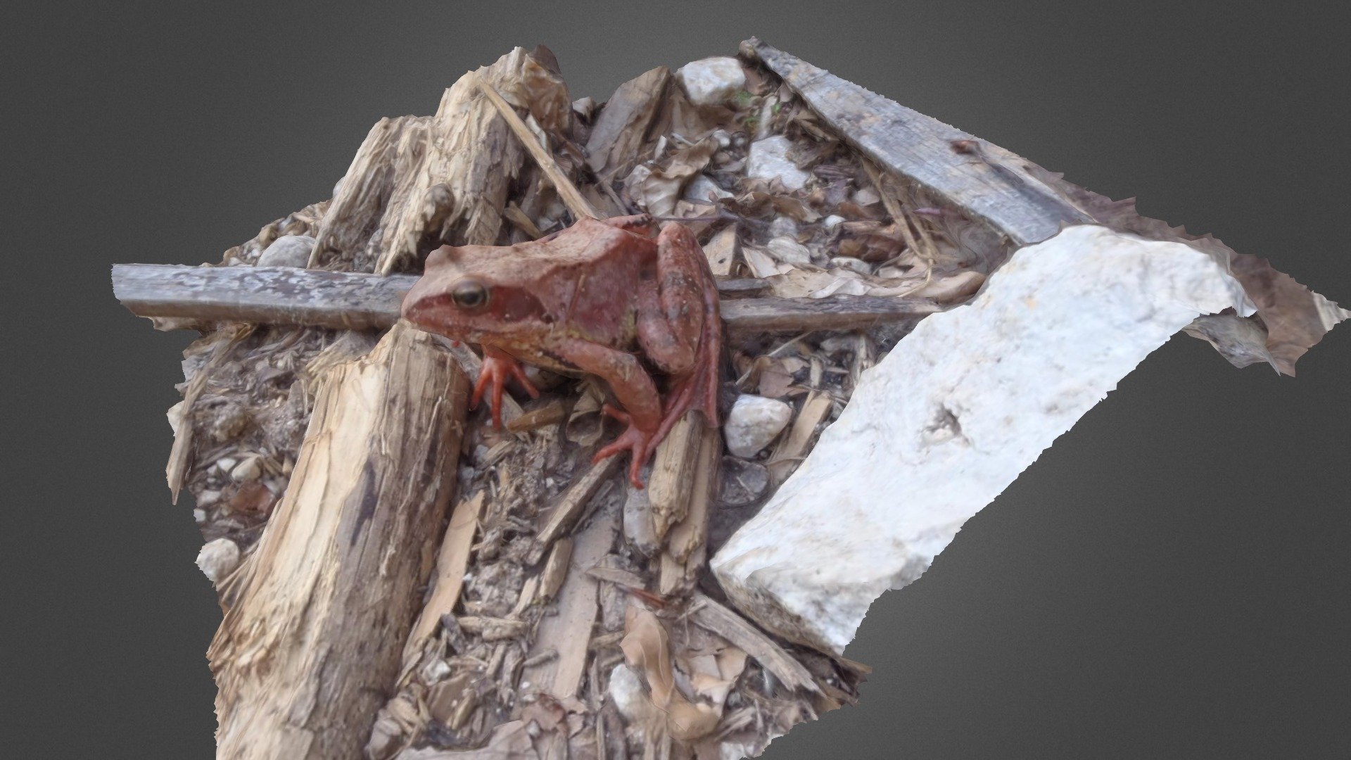zaba - 3D model by GeoPodobe (@vida.bitenc) [3003162] - Sketchfab
