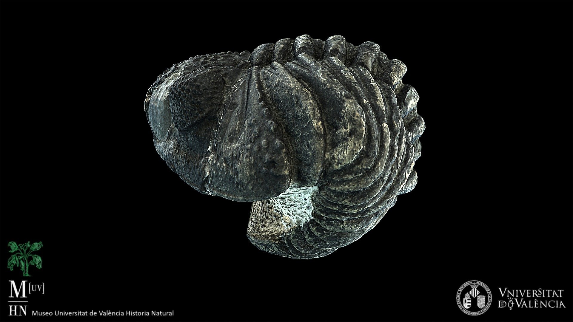 Trilobite (Eldredgeops "Phacops" rana) - Download Free 3D model by ...
