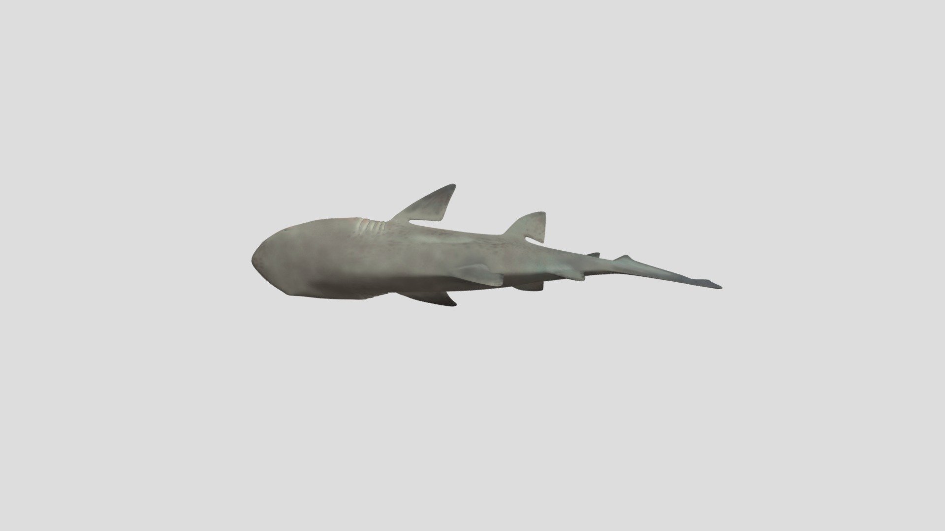 Shark_v2_L1_123c63cf1b8e-4224-4928-b213-b2175382 - 3D model by ...