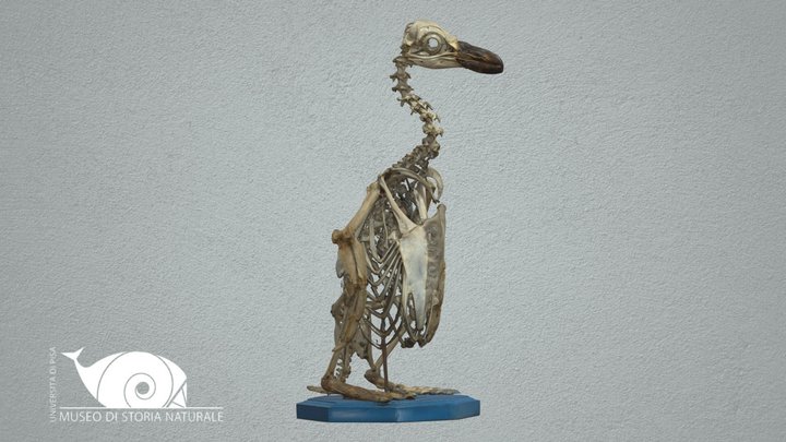 Penguins 3D models - Sketchfab
