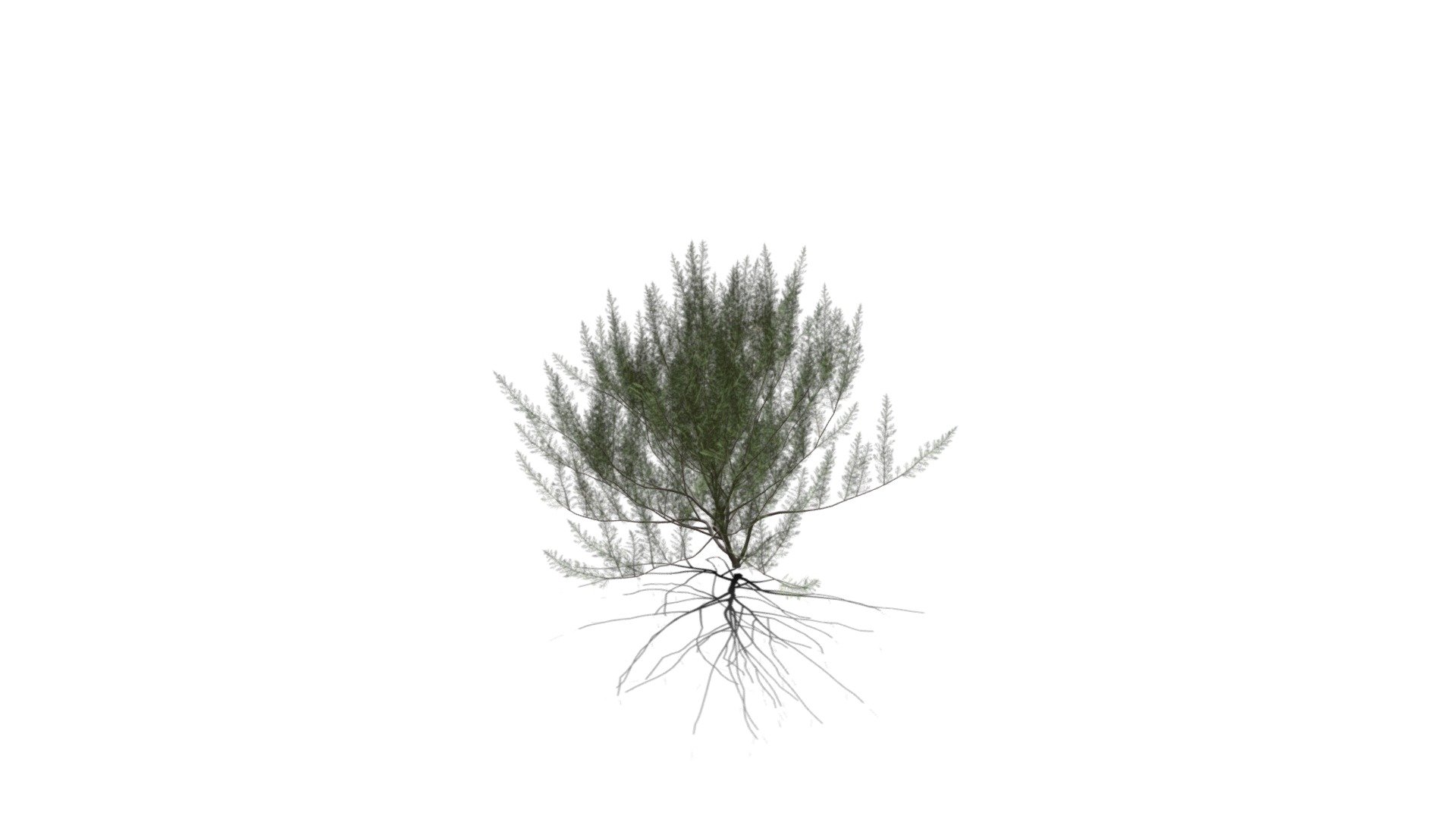 Realistic HD French tamarisk (12/20) - Buy Royalty Free 3D model by ...