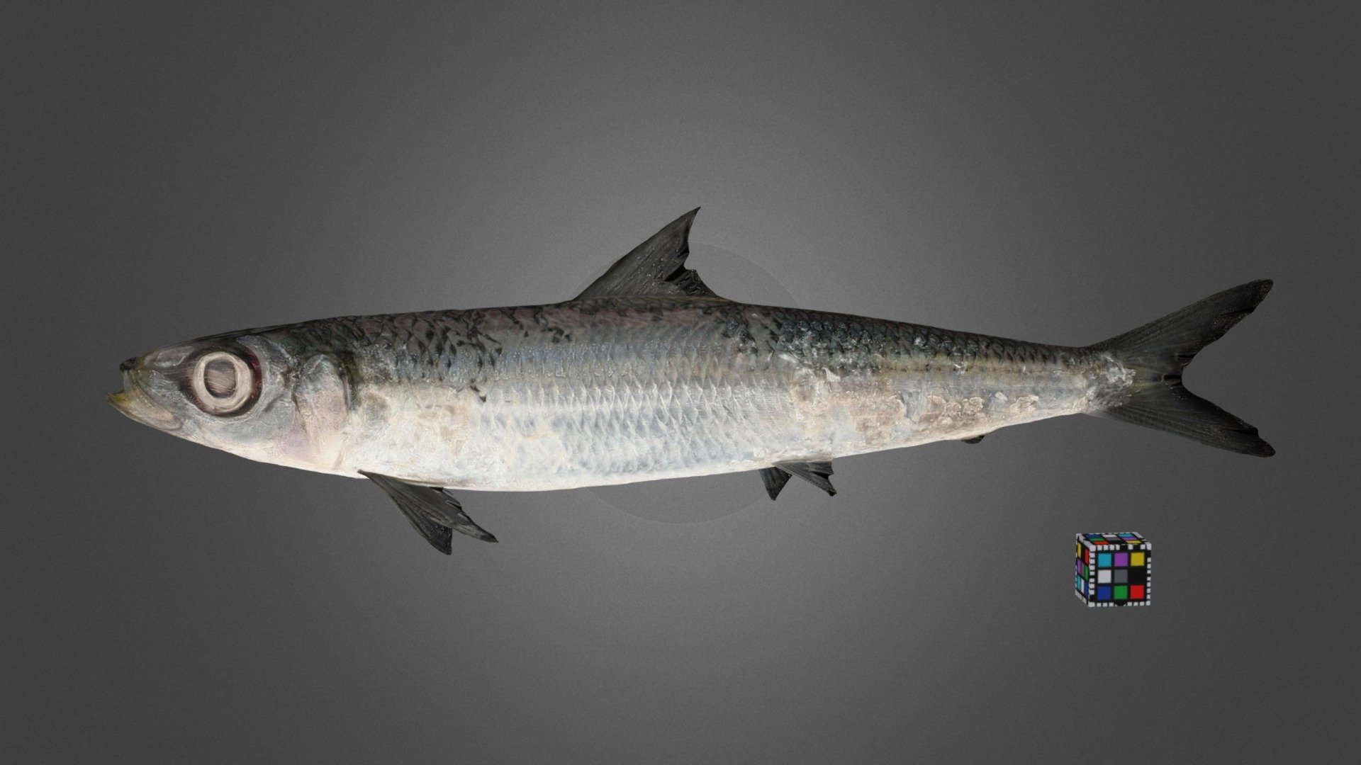 ウルメイワシ Big-eye Sardine, Etrumeus teres - Download Free 3D model by ...