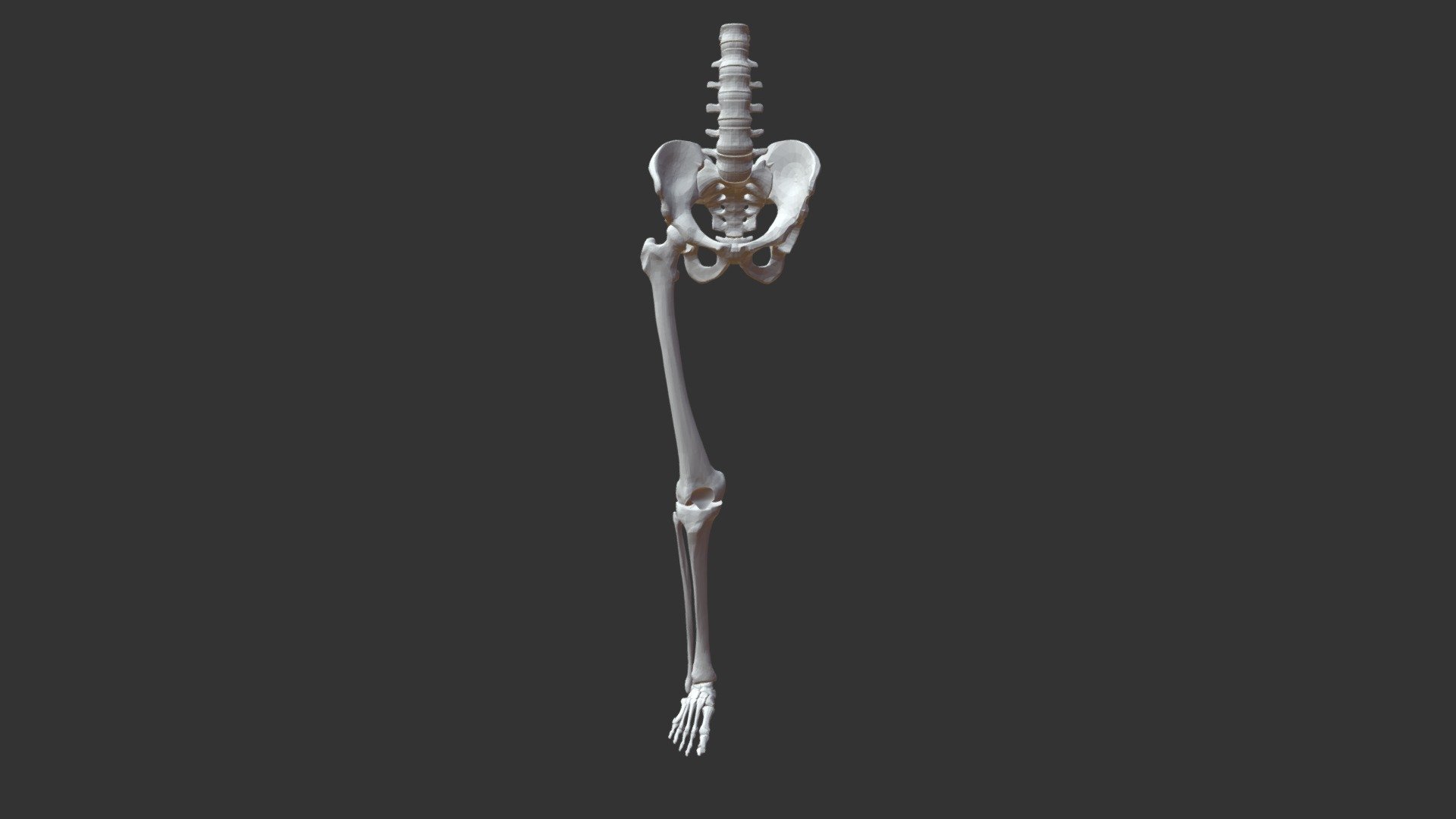 Skeleton-hip-bones - 3D model by blueortho [30240f1] - Sketchfab