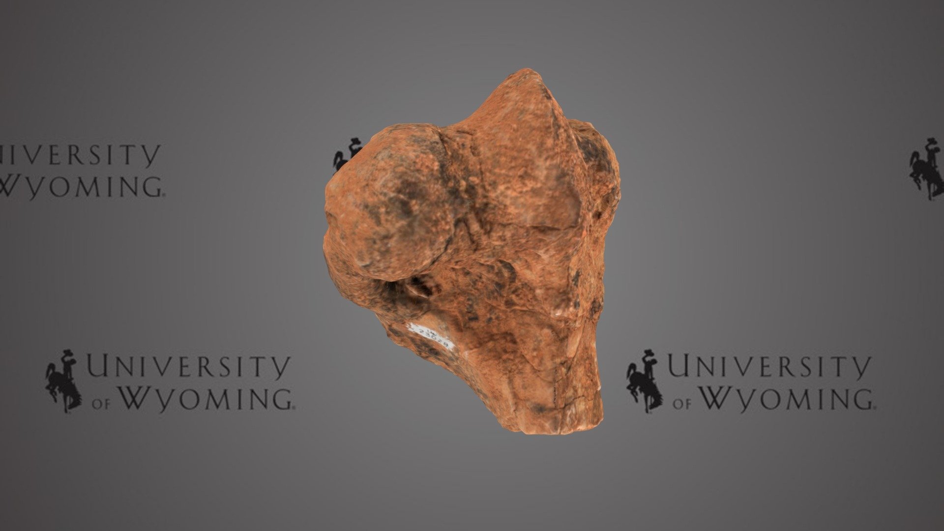 UW 23028 - Coryphodon, Right Distal Humerus - Download Free 3D model by ...