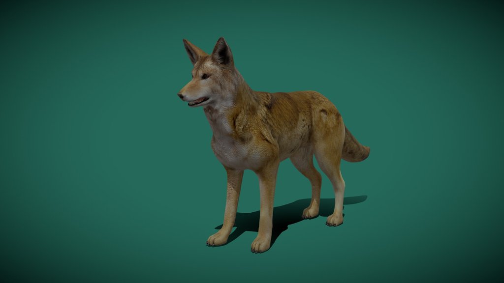 canine - A 3D model collection by PhoxyHorse - Sketchfab
