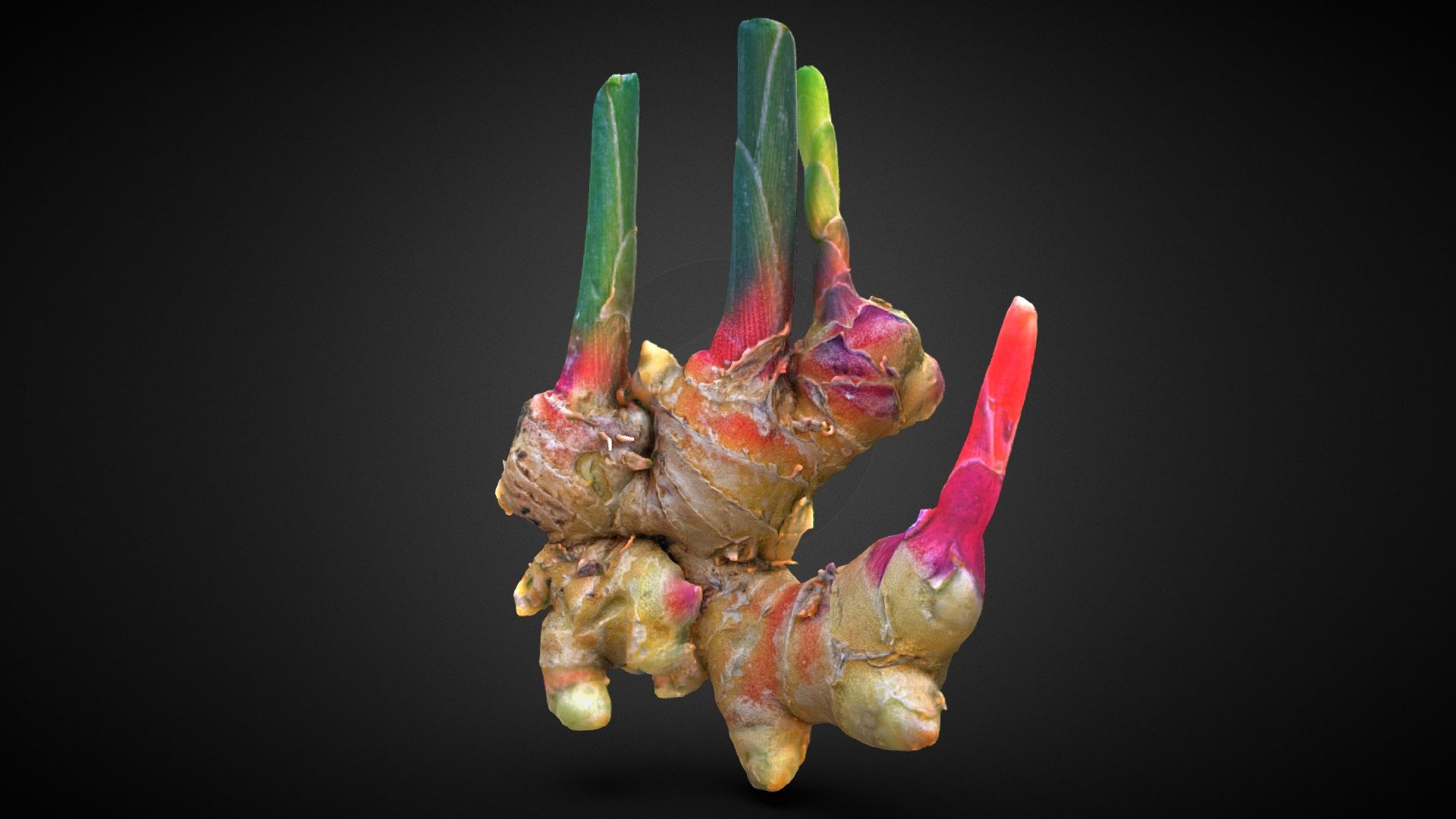hot & spicy ginger root, no statue this time - Download Free 3D model ...