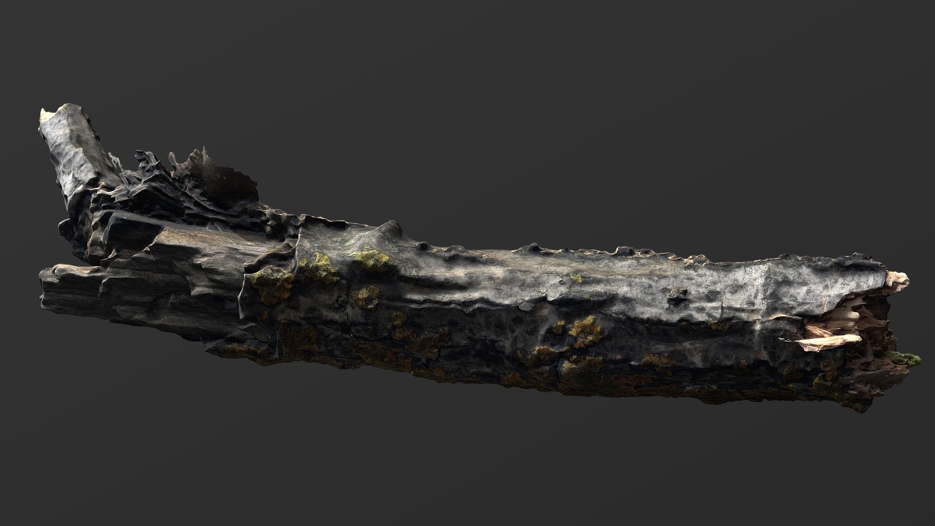 Poplar branch 01 - 3D model by Stanislav (@pinepate) [302dafa] - Sketchfab