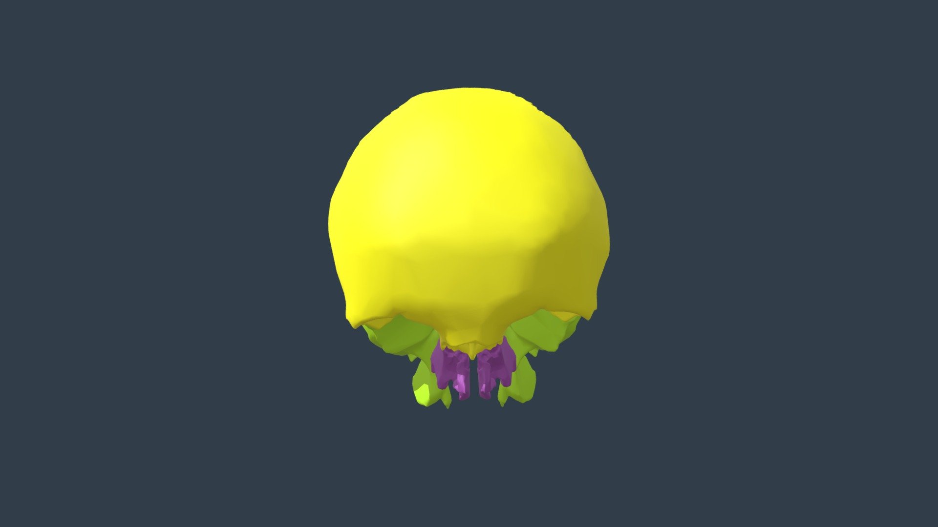 Lame criblée de l'os ethmoïde - rapports - 3D model by Labo d'anatomie ...