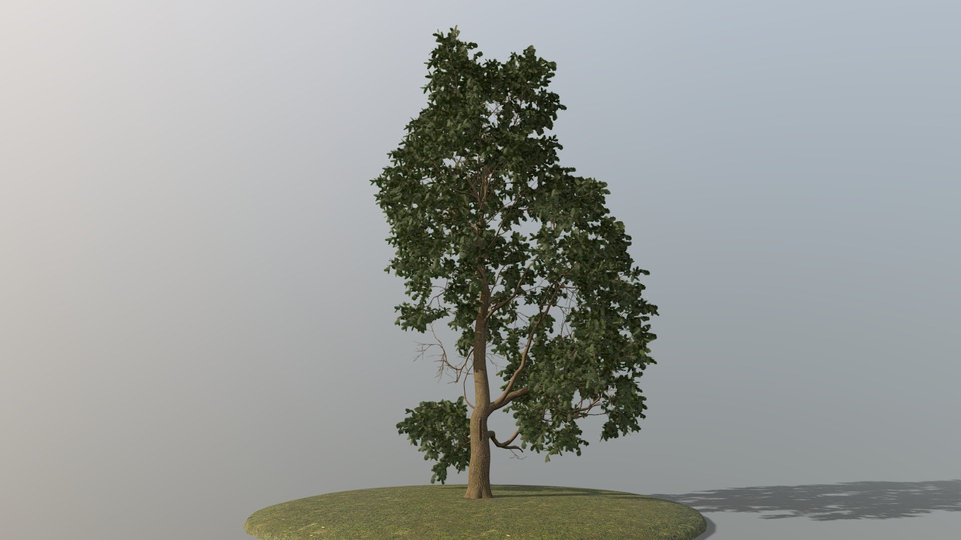 Oak Tree - Buy Royalty Free 3D model by Studio Lab (@studiolab.dev ...