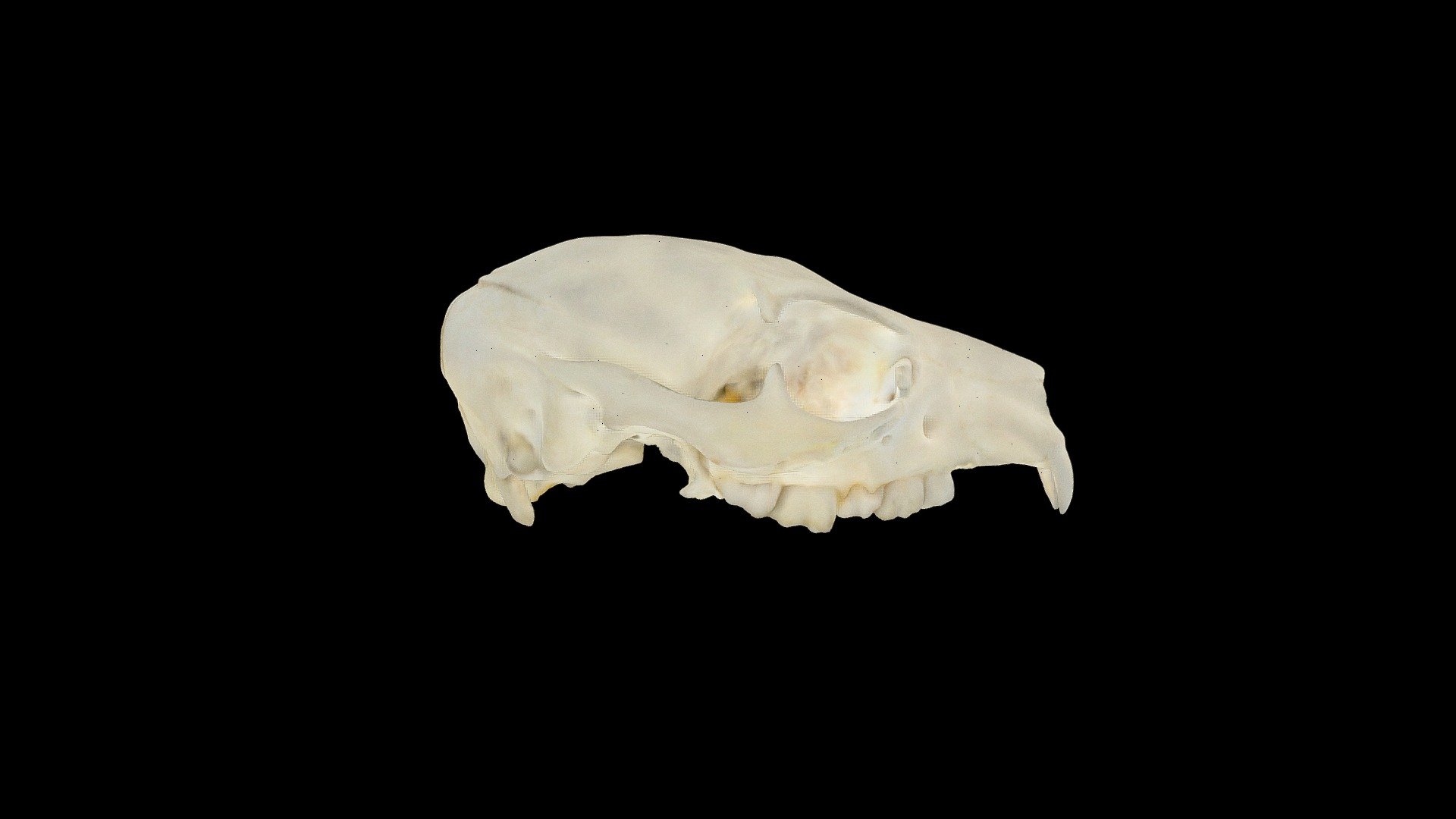 Hyrax Skull - 3D model by CAPHIL [3039842] - Sketchfab