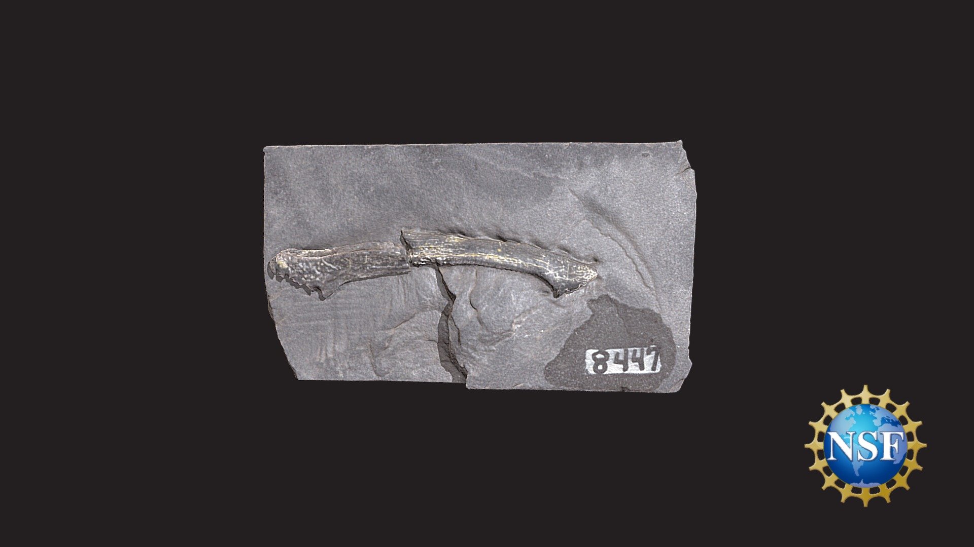 CMNH 8447 Micro Arthrodire Infragnathal - 3D model by Cleveland Museum ...