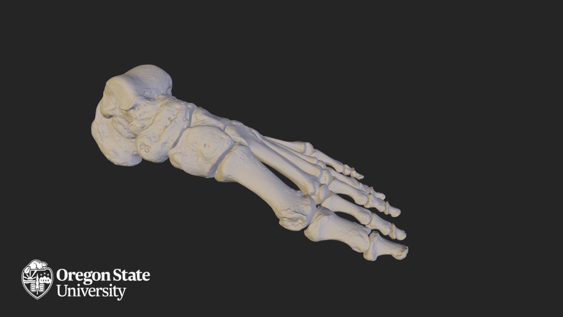 Left Foot - 3D model by Oregon State University | Ecampus [3040c5b ...