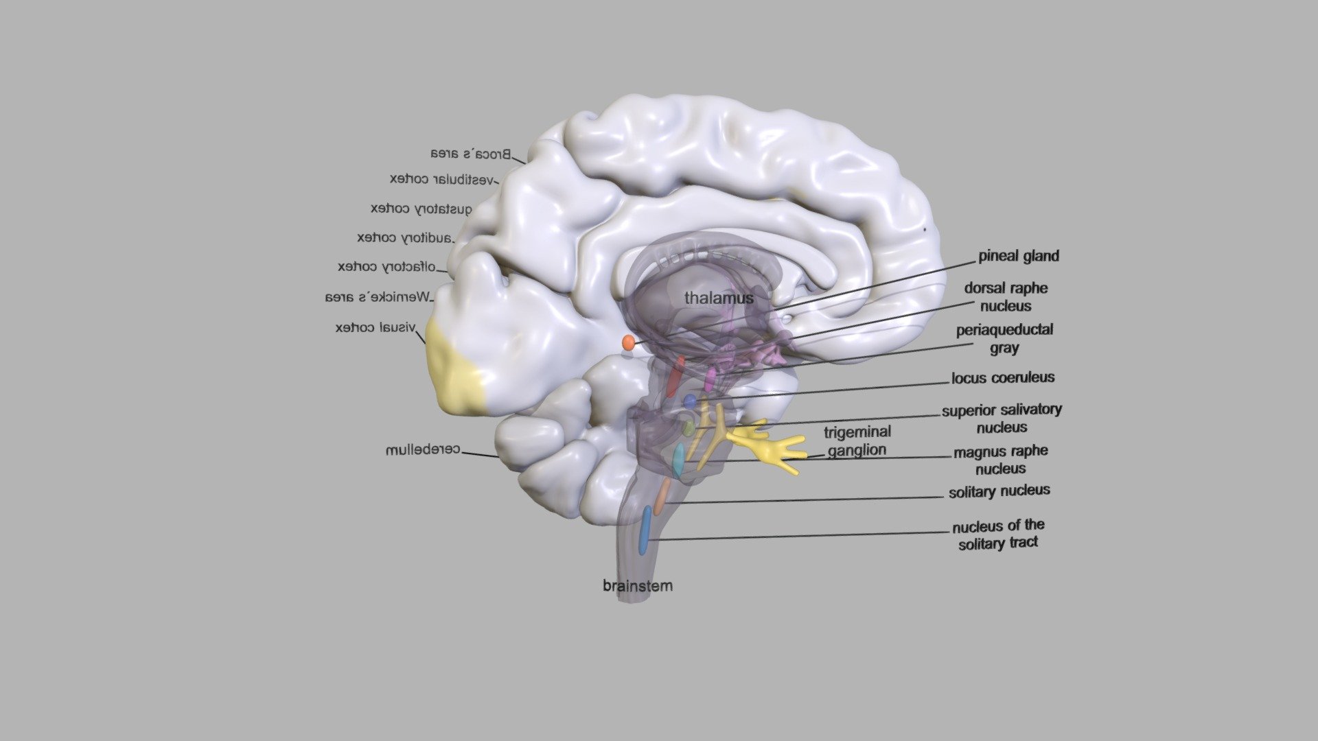 nerves_transparent - 3D model by Oksana3D (@oksanapaint) [30433ed ...