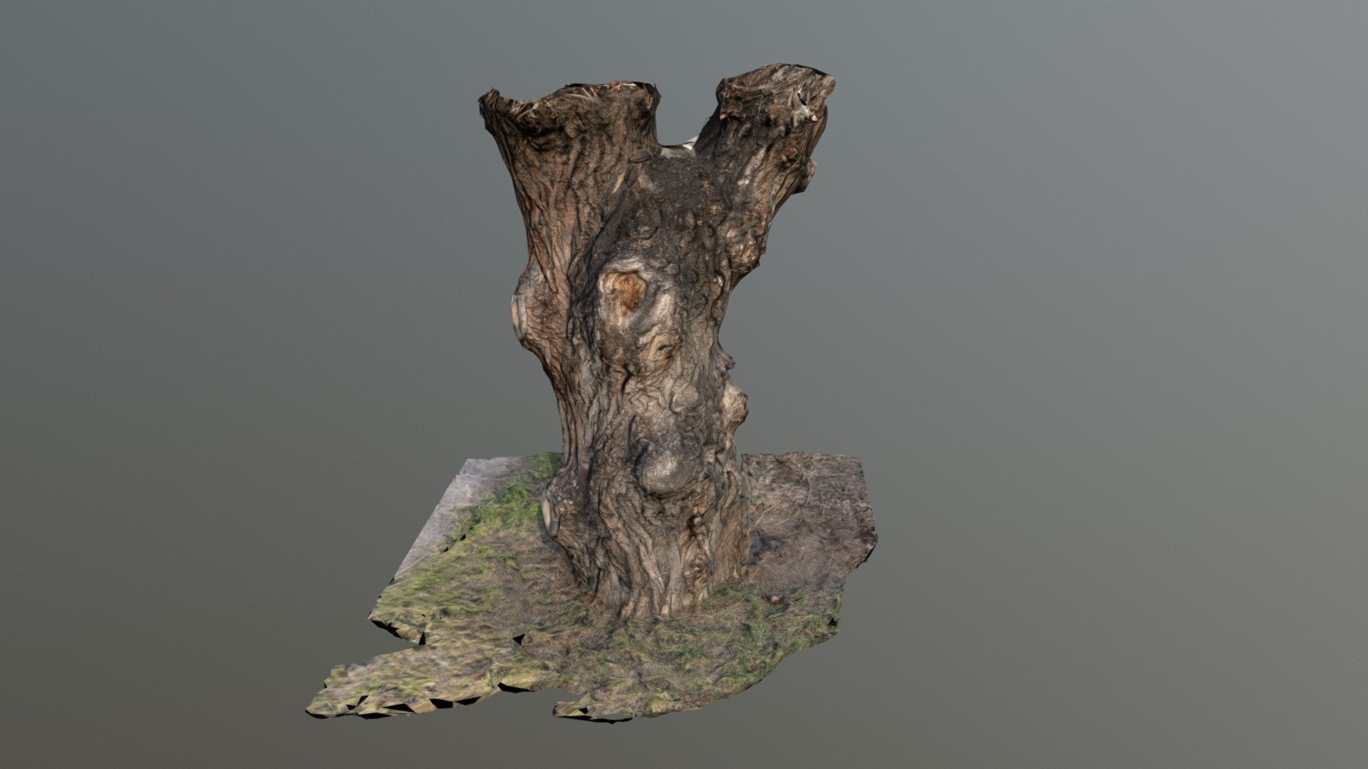 tree trunk - 3D model by crfrog [3049e74] - Sketchfab