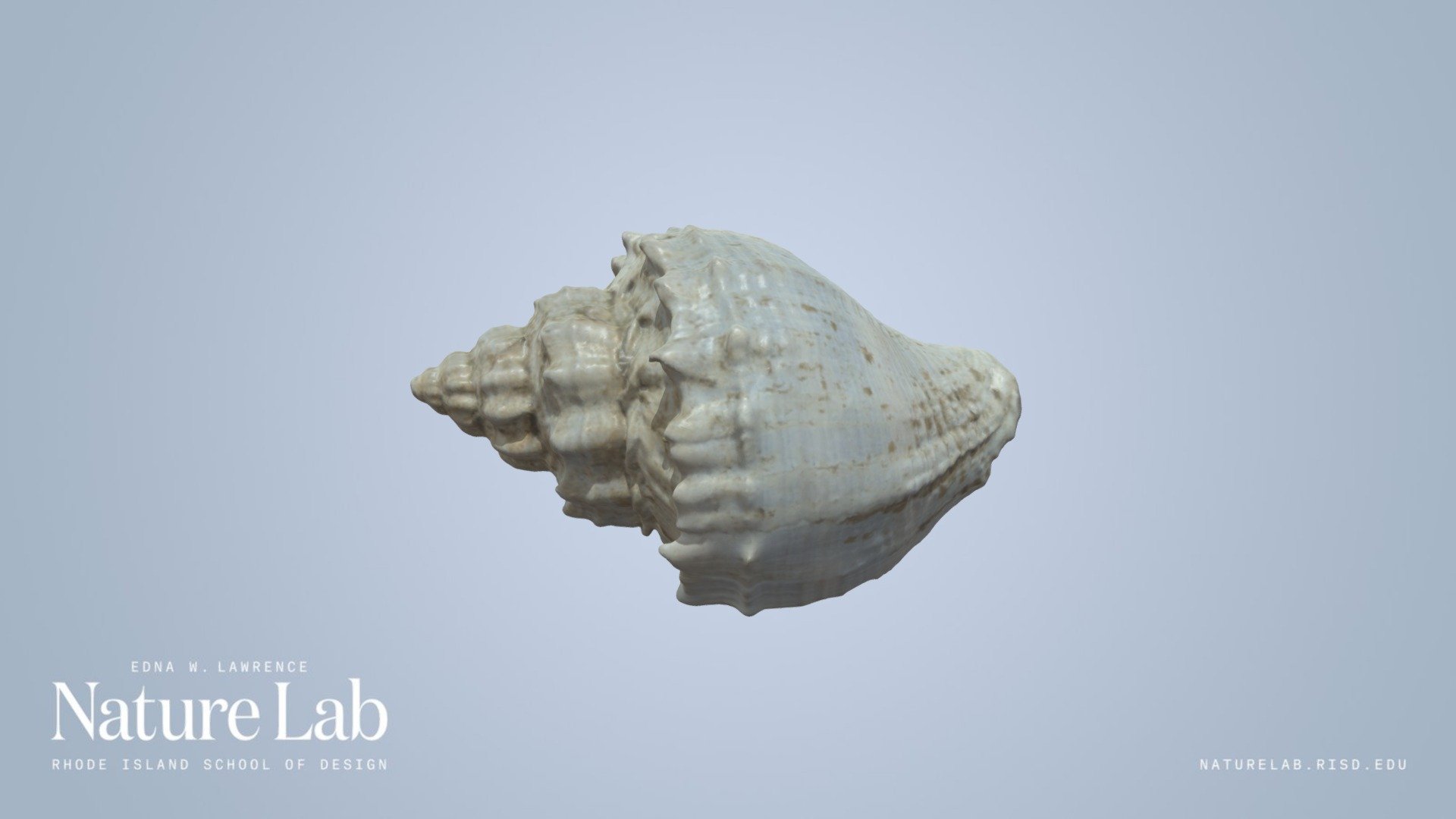 Conch Shell - Download Free 3D model by RISD Nature Lab (@RISDNaturelab ...