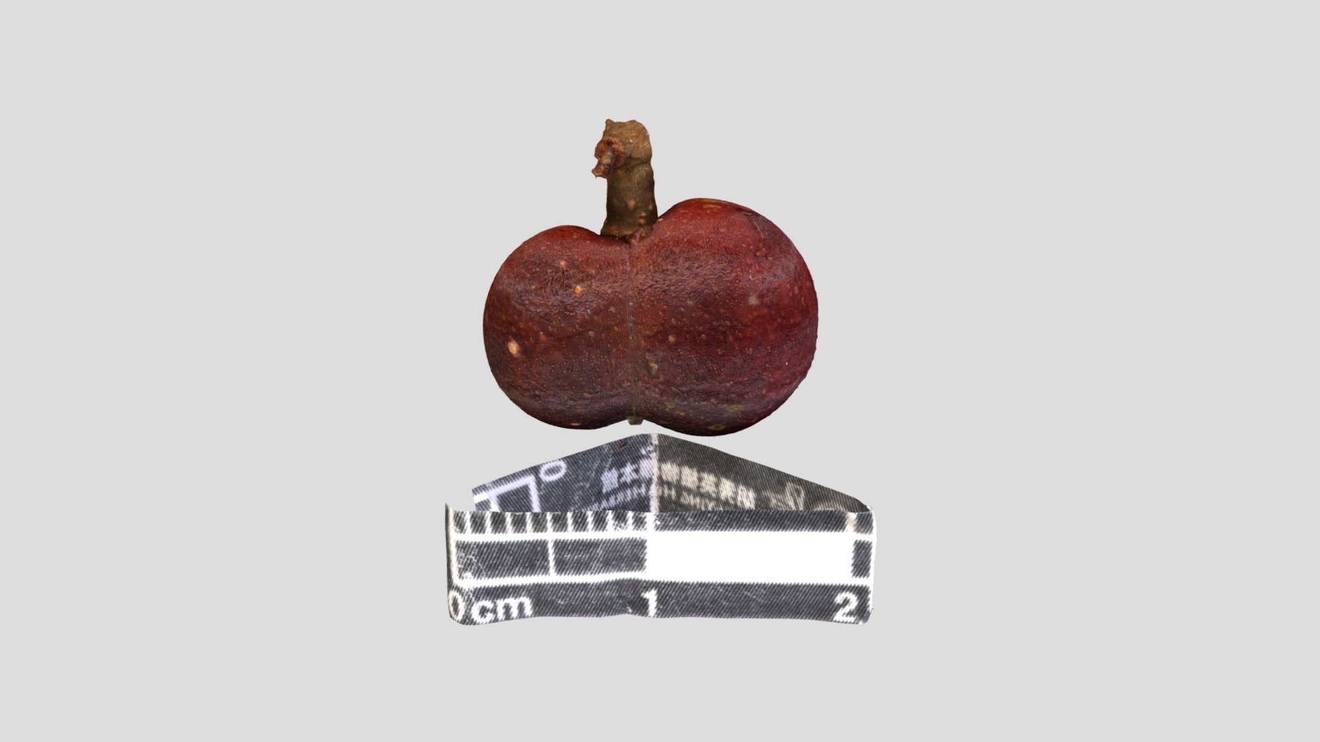 Pygeum topengii Merrill - 3D model by Shiu-Ying Hu Herbarium, CUHK ...
