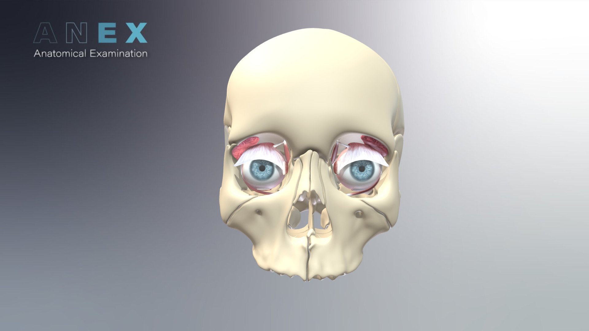 Eye Muscles - 3D model by Imi Ridley (@imiridley) [3055fbb] - Sketchfab