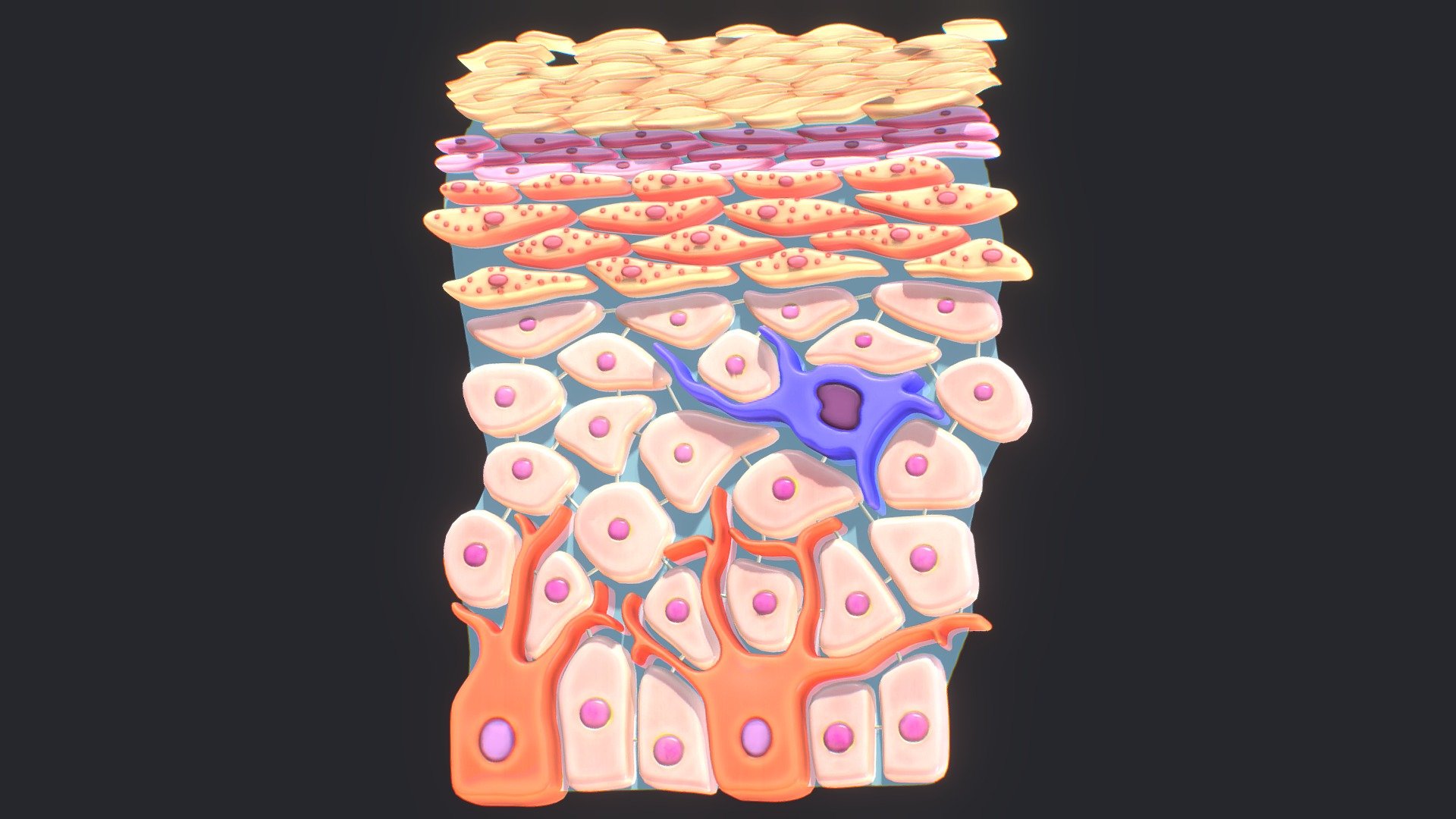 Epidermis Cross Section - Buy Royalty Free 3D model by zames1992 ...