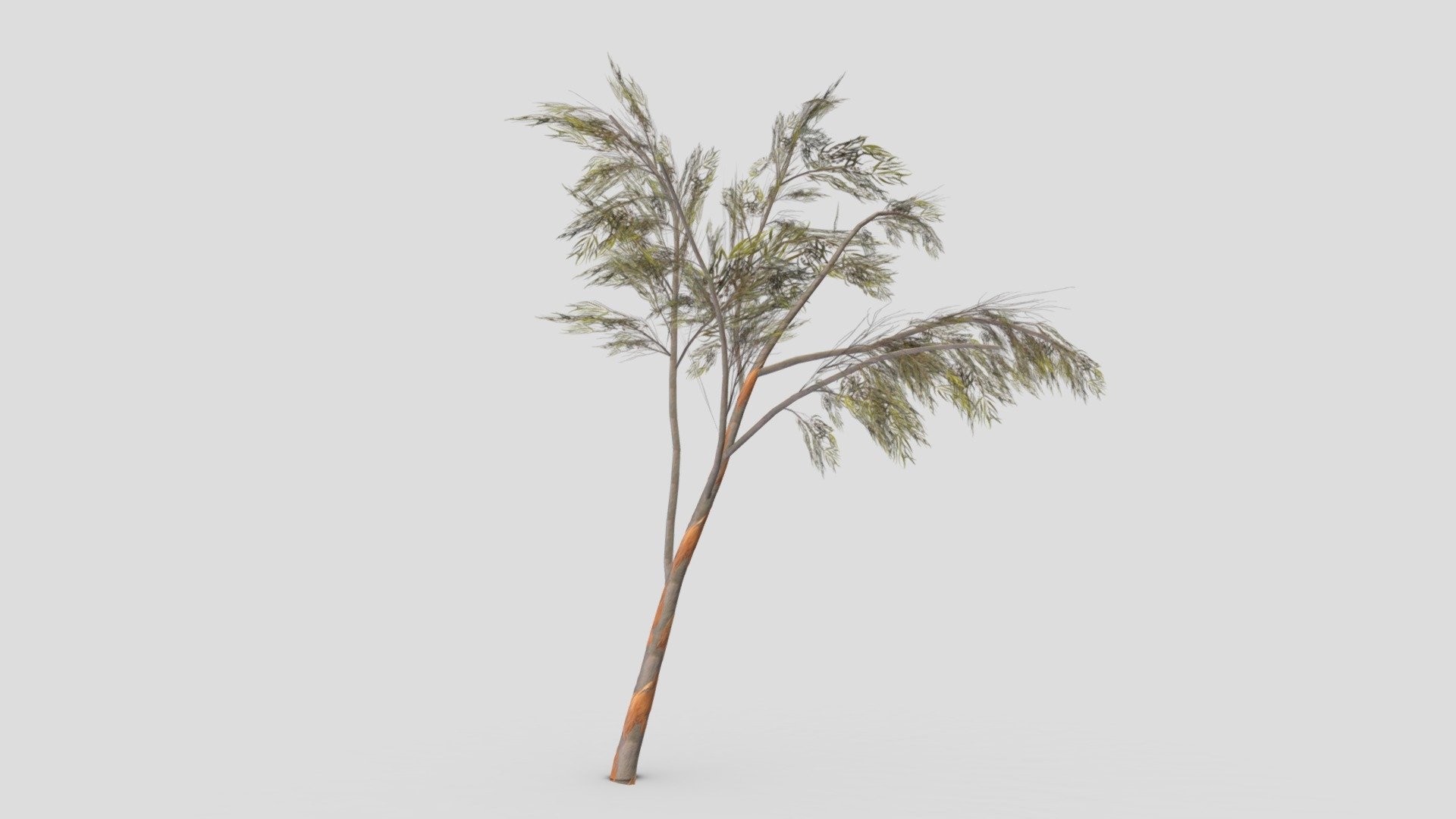 Eucalyptus Tree- 13 - Buy Royalty Free 3D model by ASMA3D [305c4f4 ...