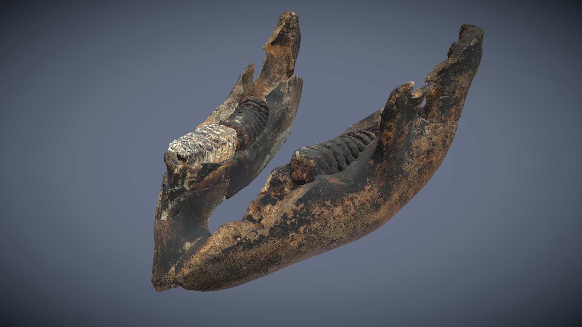 Baby Mammoth Mandible - 3D model by ThinkSee3D [305d700] - Sketchfab