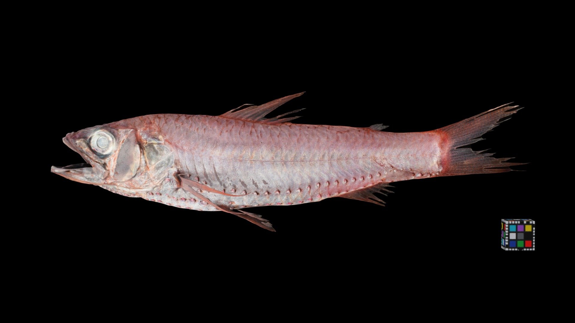 サンゴイワシ Shortfin Neoscopelid, N. microchir - Download Free 3D model by ...