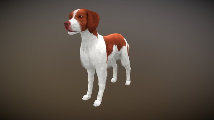 Doge 3D models - Sketchfab