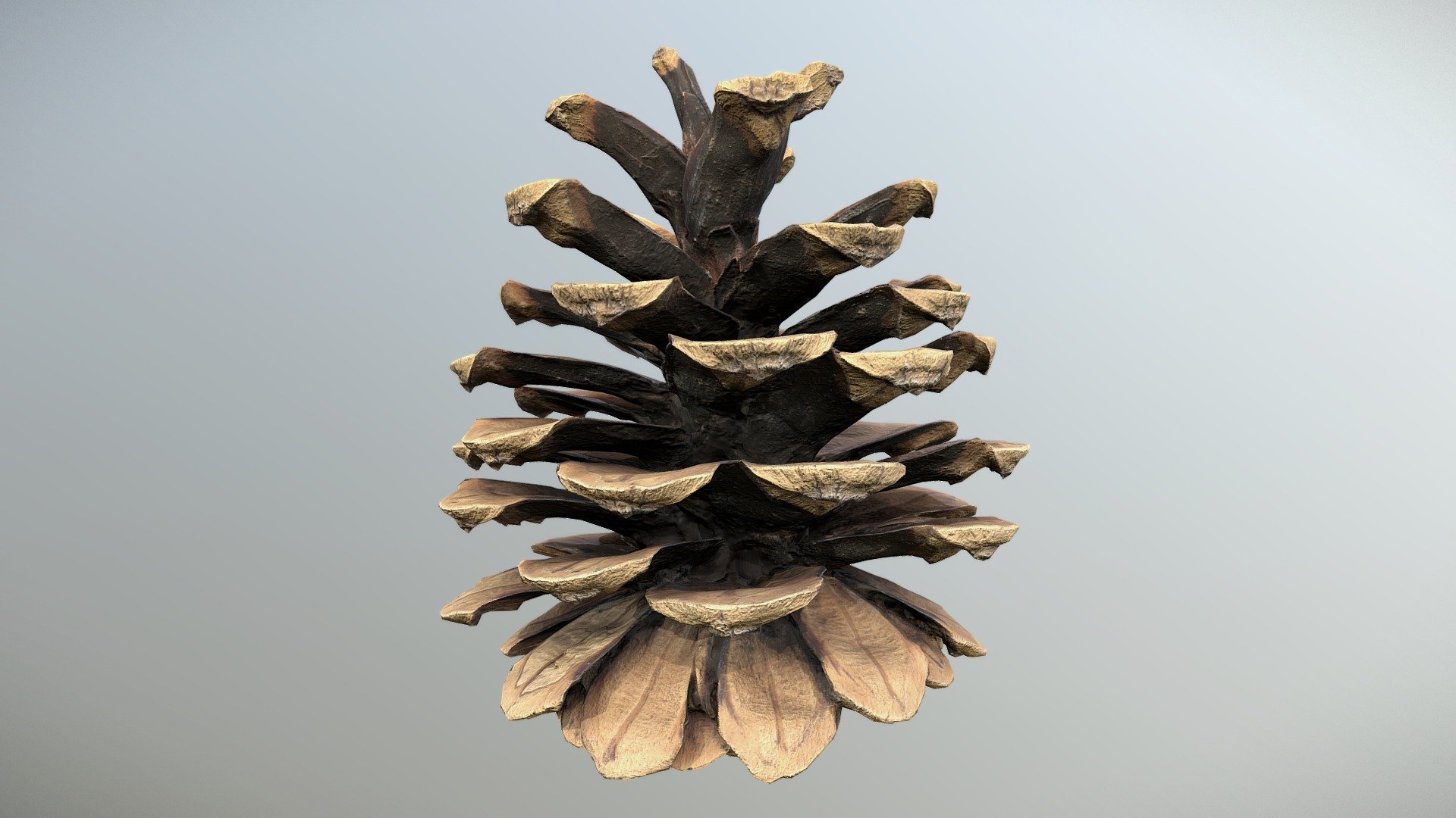 Empty pine cone - Download Free 3D model by 3dhdscan [3064ef6] - Sketchfab