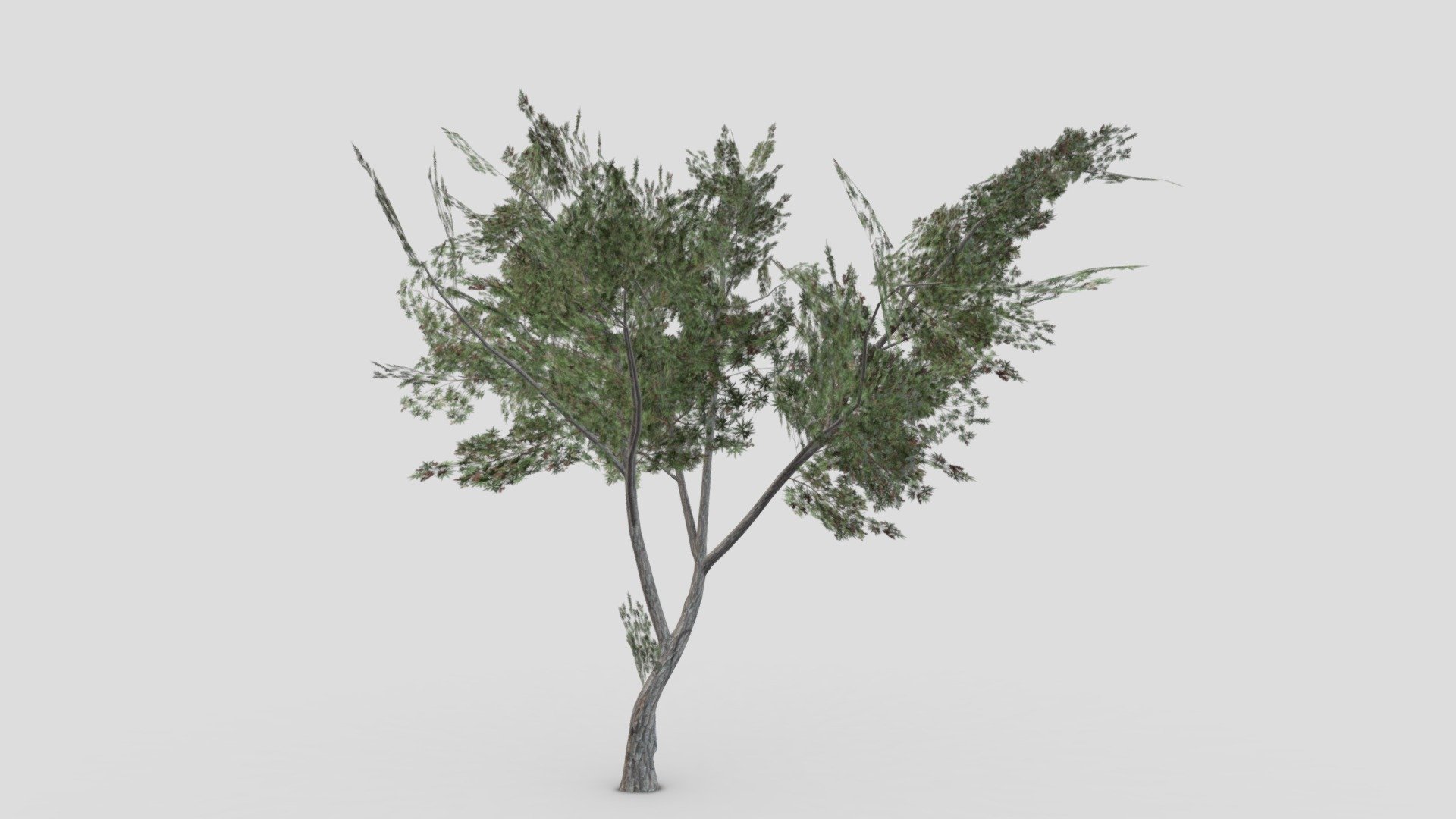 Conocarpus Tree- 04 - Buy Royalty Free 3D model by ASMA3D [306eff8 ...