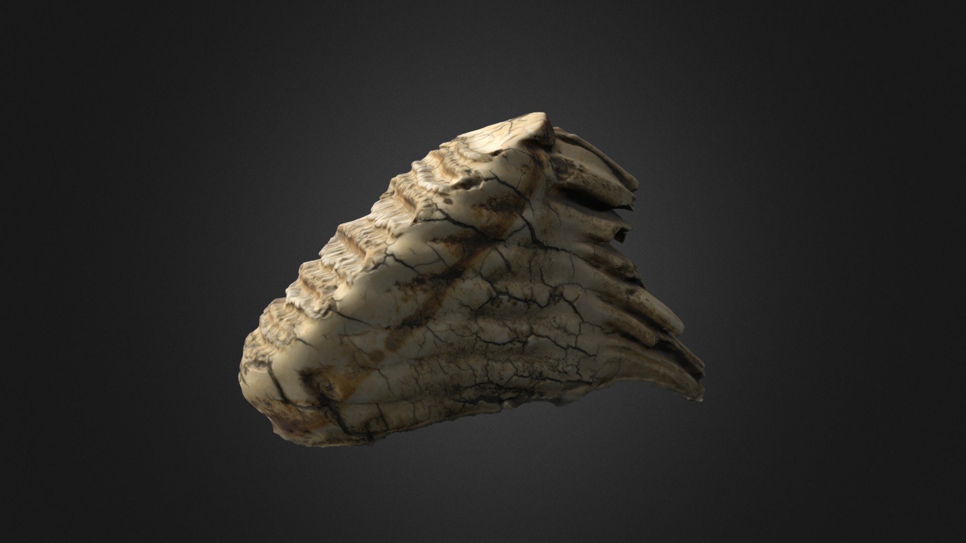 Unknown Animal Tooth - 3D model by Dalmarr [306f073] - Sketchfab
