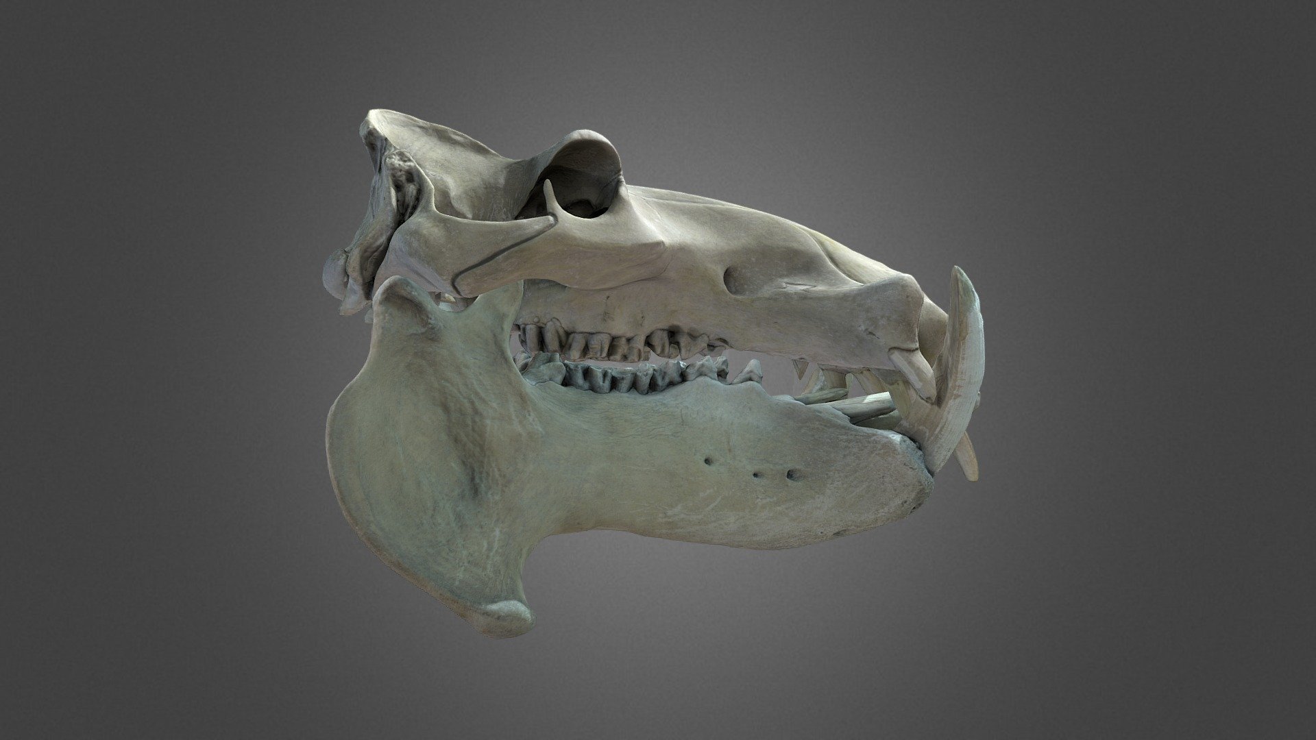 Hippopotamus amphibius, skull & mandible - 3D model by Museu de ...