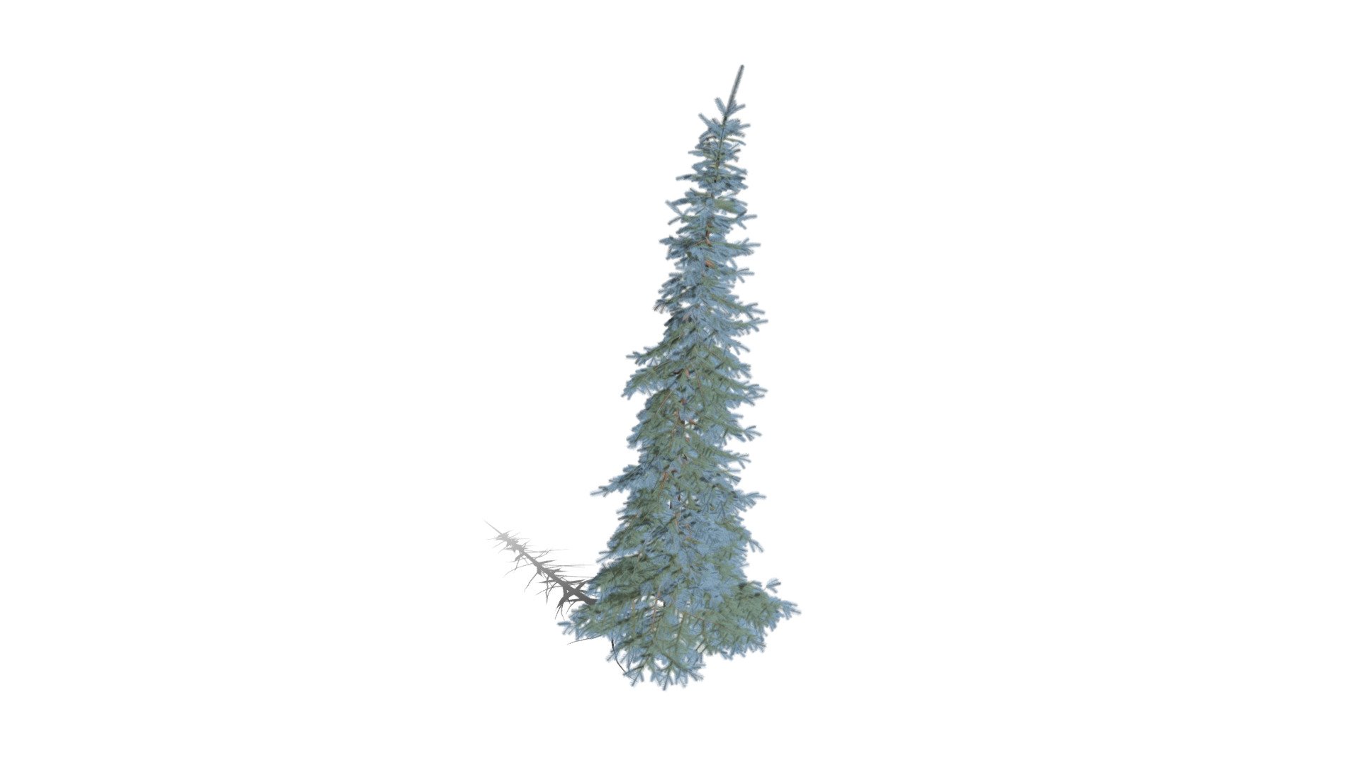 Realistic HD Colorado Blue spruce Koster (28/43) - Buy Royalty Free 3D ...