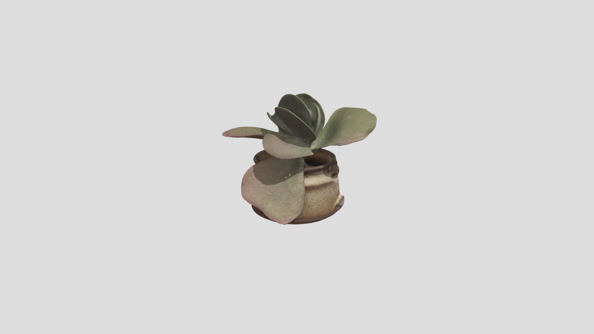 Indoor Plant Photogrammetry - Download Free 3D model by arjit1 [307bd67 ...