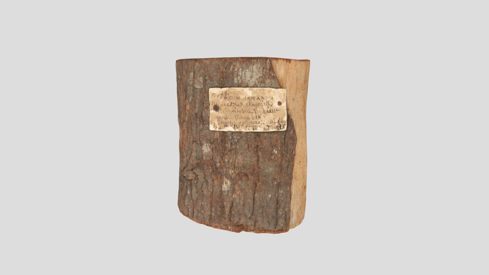 Wood Collection, Xylarium sample #24 - 3D model by SMA-UniGe [3082b17 ...