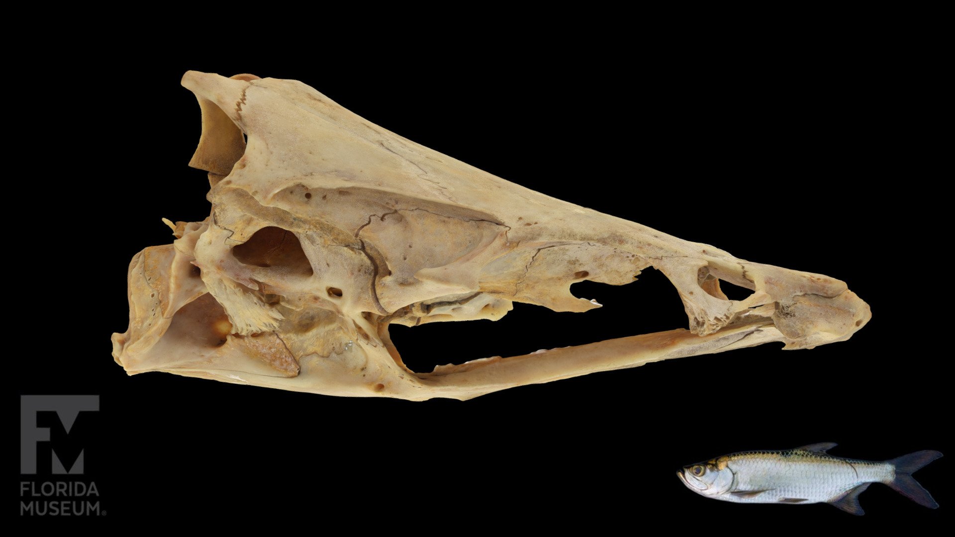 Atlantic Tarpon Skull (UF Z 8034) - 3D model by FloridaMuseum [30839a8 ...