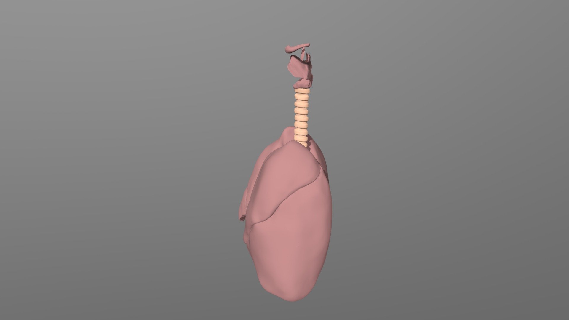 Lungs, Trachea, Larynx - 3D model by lelder3 [3085073] - Sketchfab
