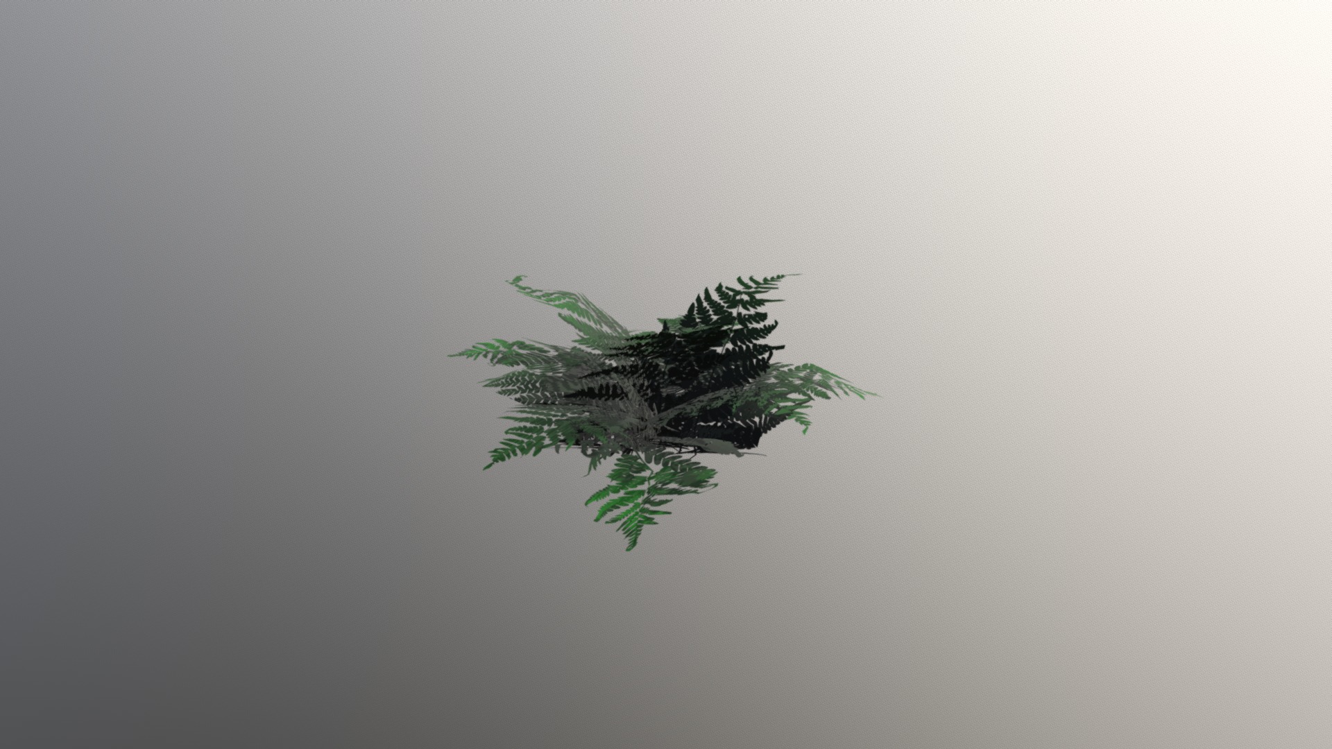 Fern - 3D model by shirley700 [30854f9] - Sketchfab