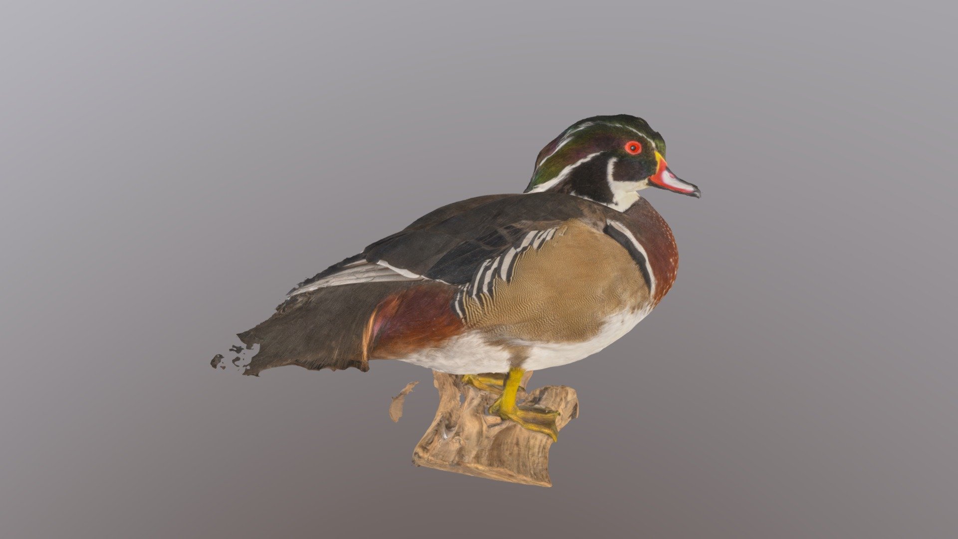 190402 Wood Duck - Download Free 3D model by clementvalla1 [3086adb ...