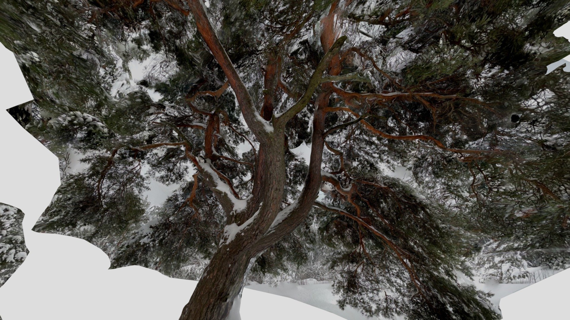 Pine tree covered in snow - 3D model by Jukka Alander (@kino) [308906f ...