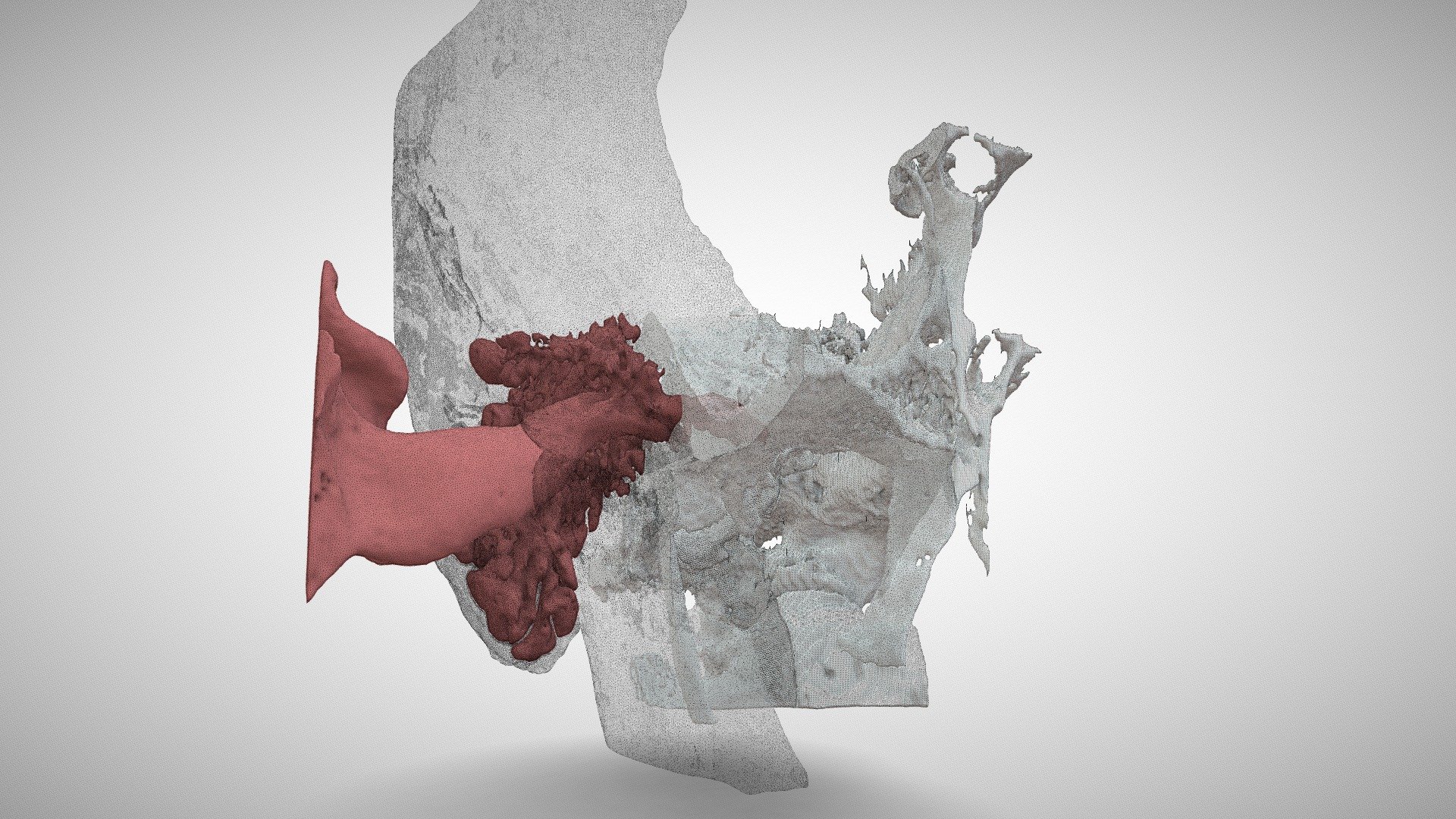 Human ear anatomy - 3D model by Pixelbeaker [308ad0a] - Sketchfab