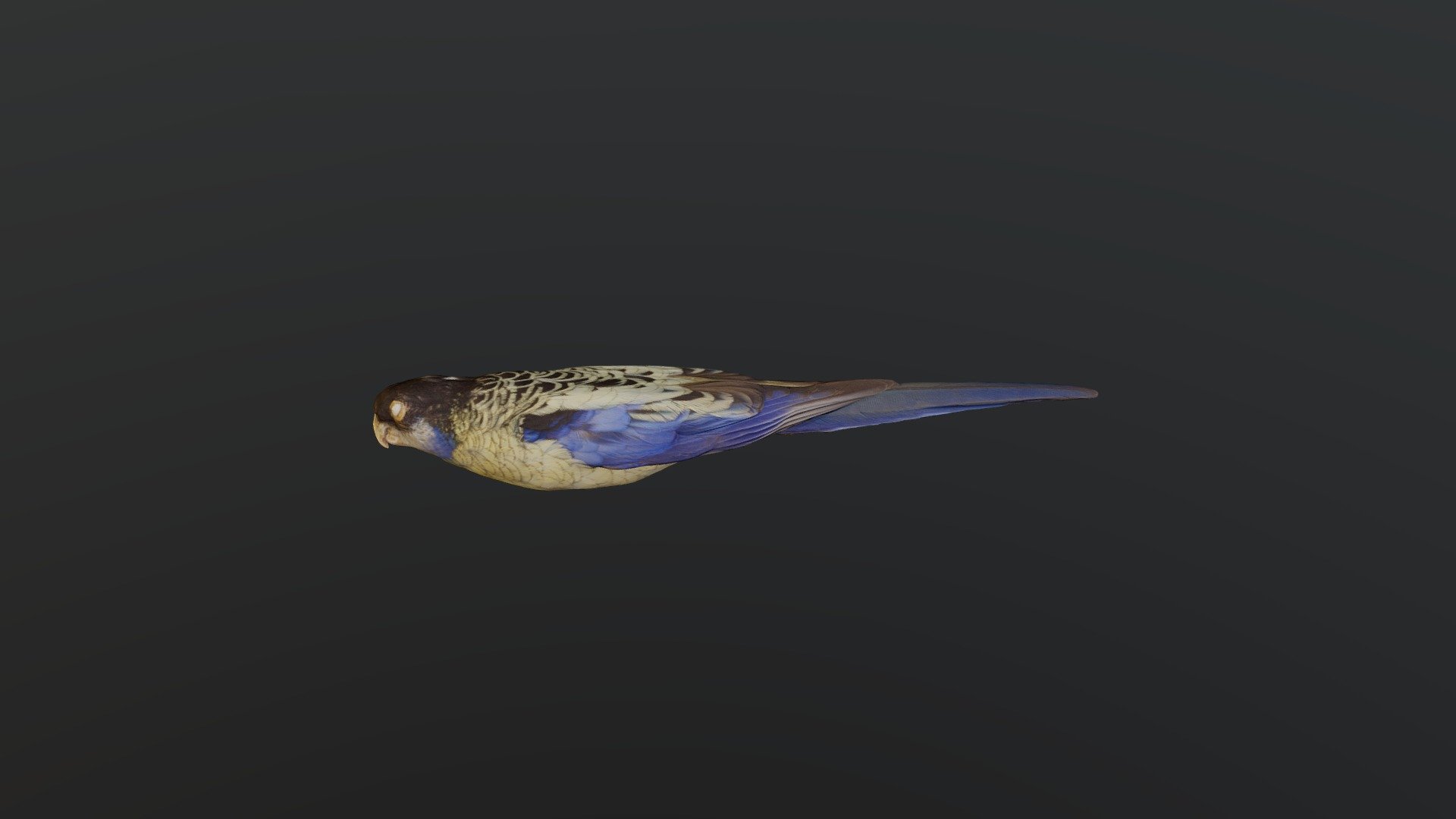 Northern Rosella - Platycercus venustus - Download Free 3D model by ...