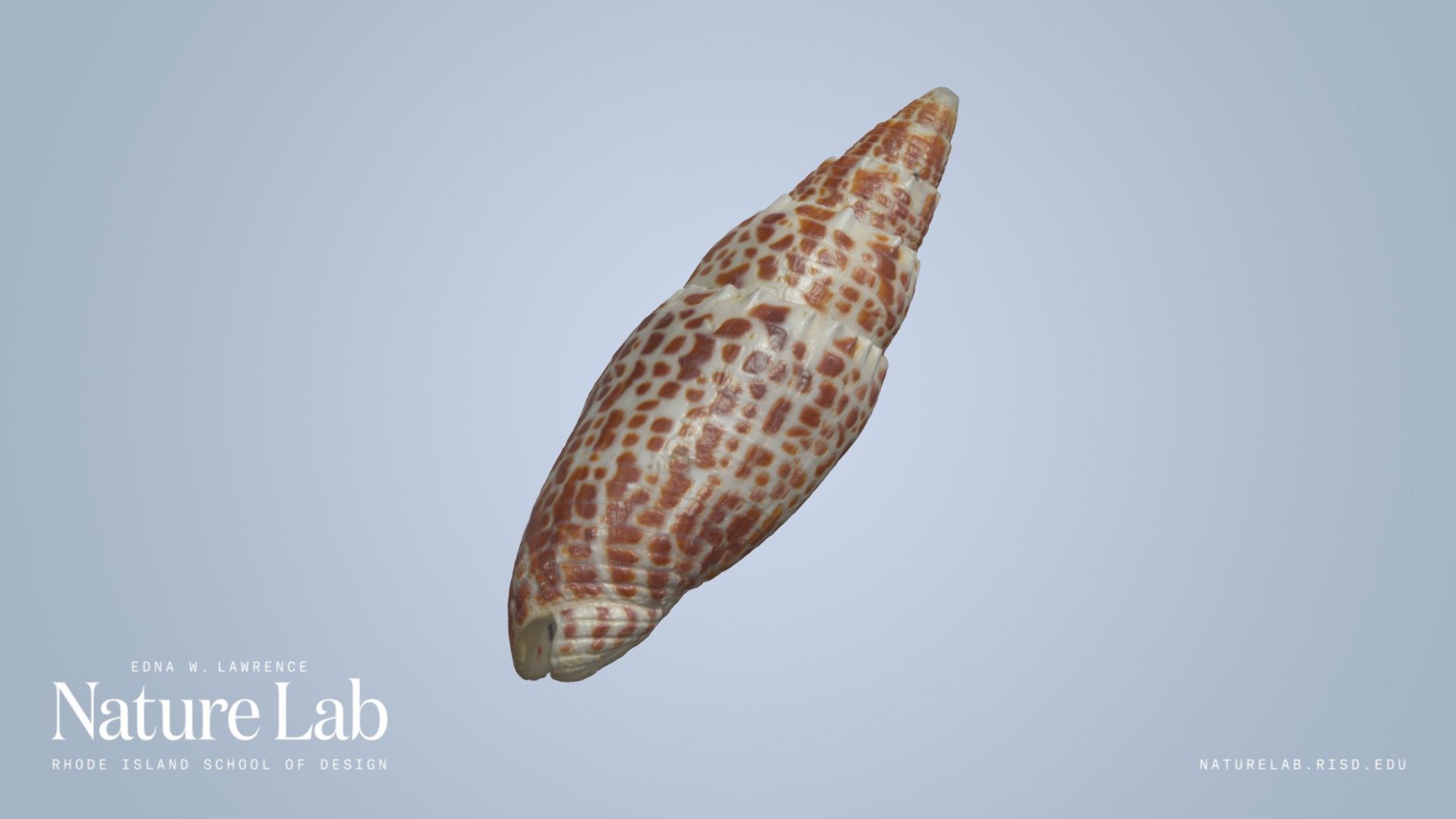 Mitre Shell - Download Free 3D model by RISD Nature Lab (@RISDNaturelab ...