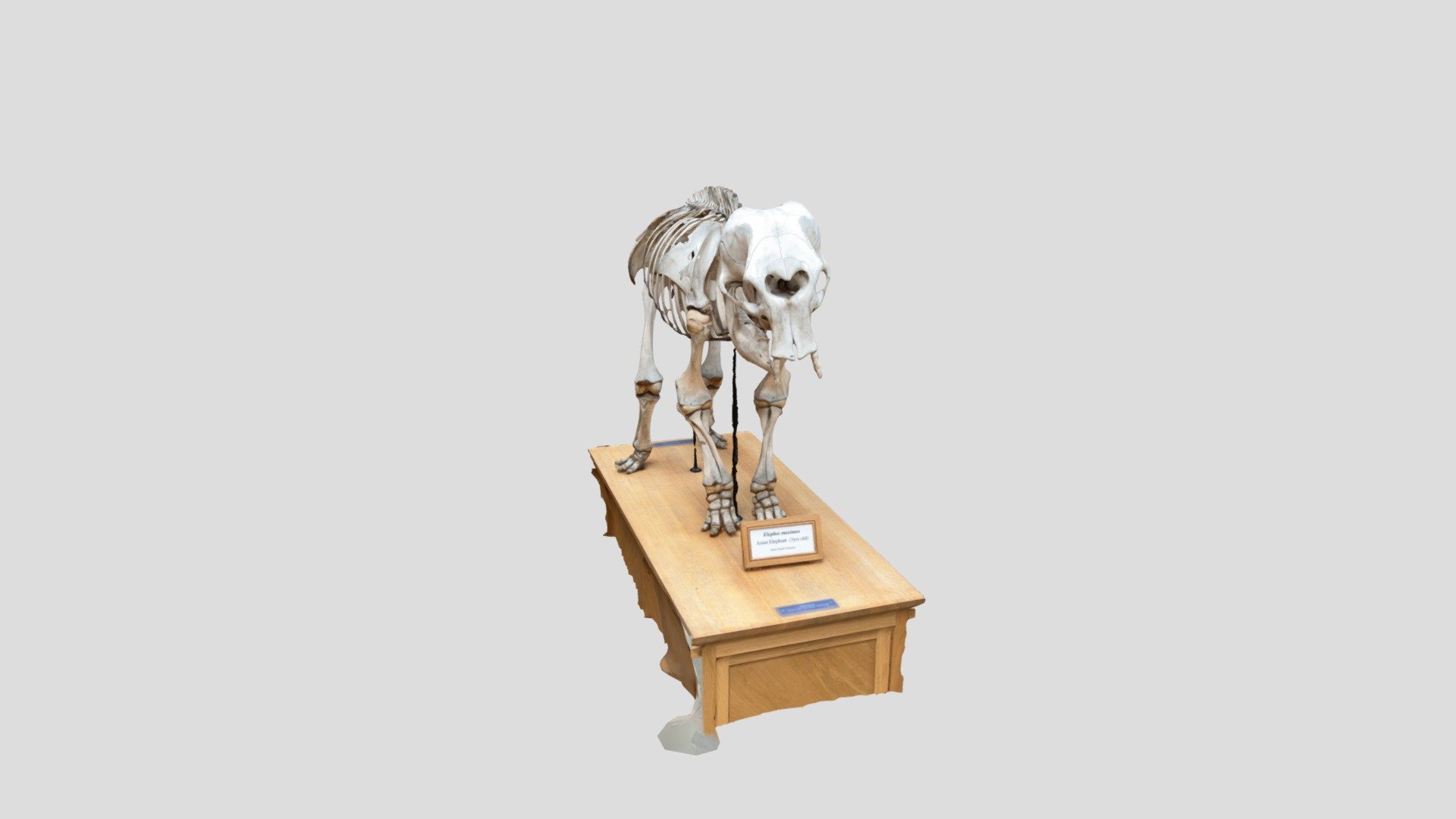 Elephant skeleton scan - 3D model by anastasia7853 [309ab27] - Sketchfab